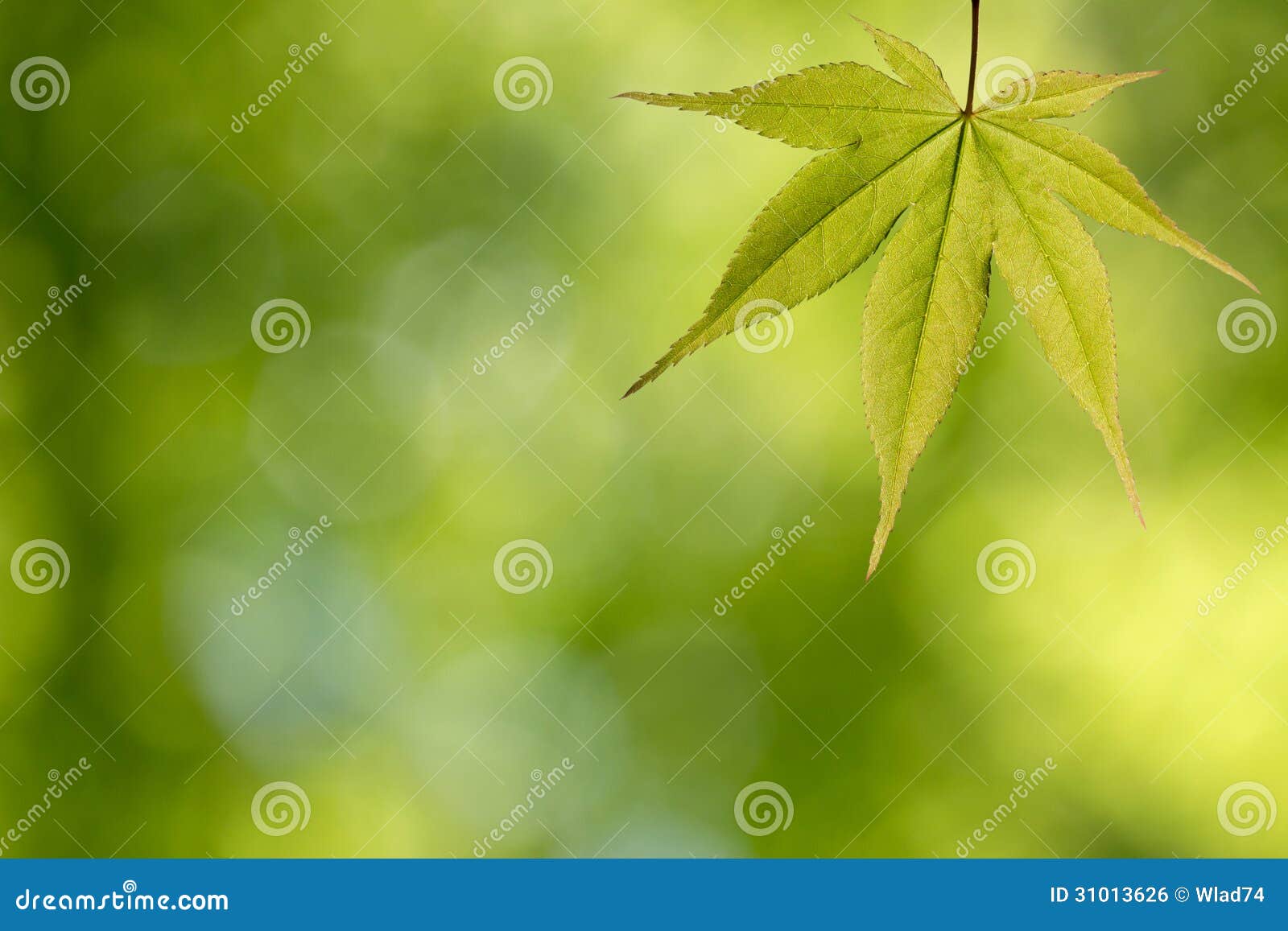 Green Maple Leaf in the Forest Stock Photo - Image of environmental ...