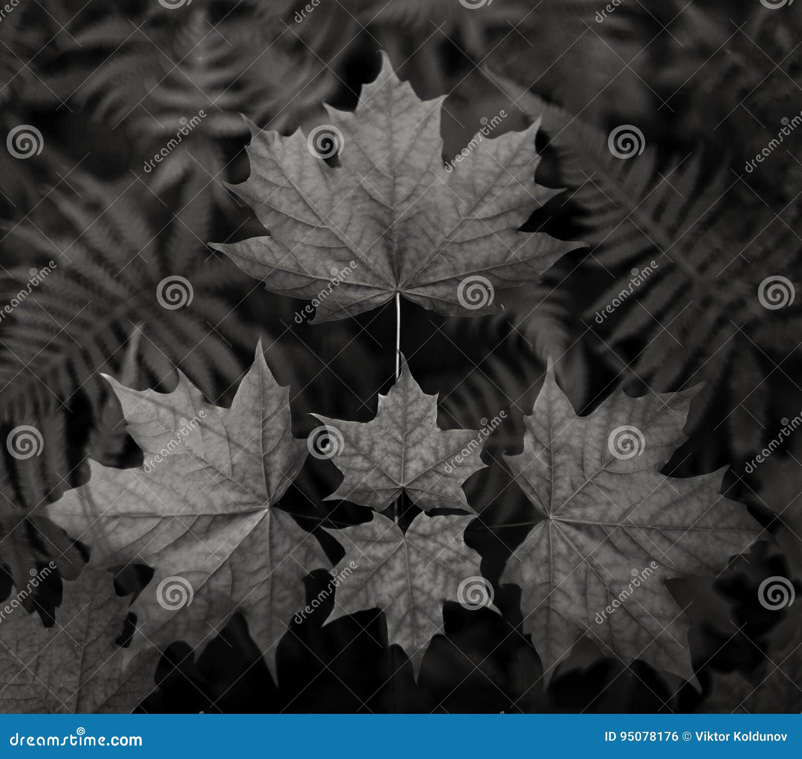 Green maple leaf stock photo. Image of leaf, environmental - 95078176