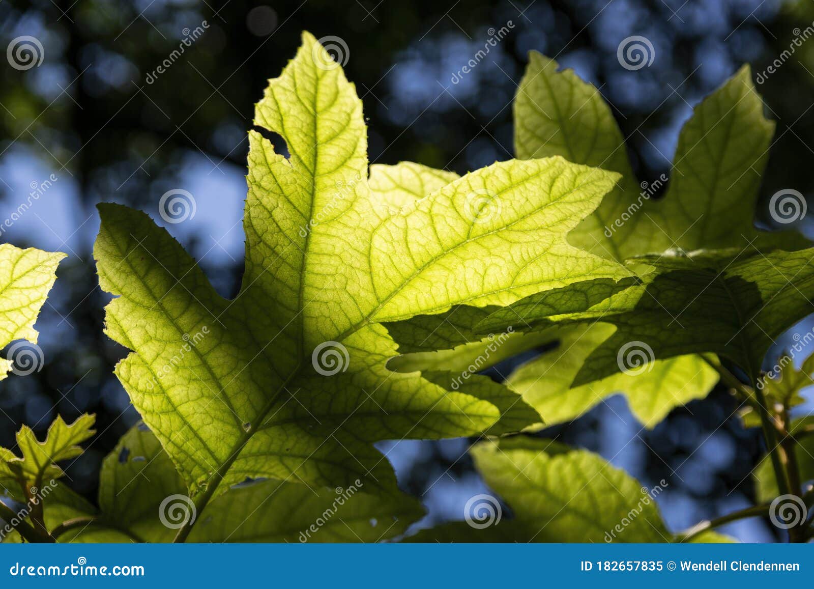 Green Maple Leaf Glowing in Sunlight Stock Image - Image of looking ...