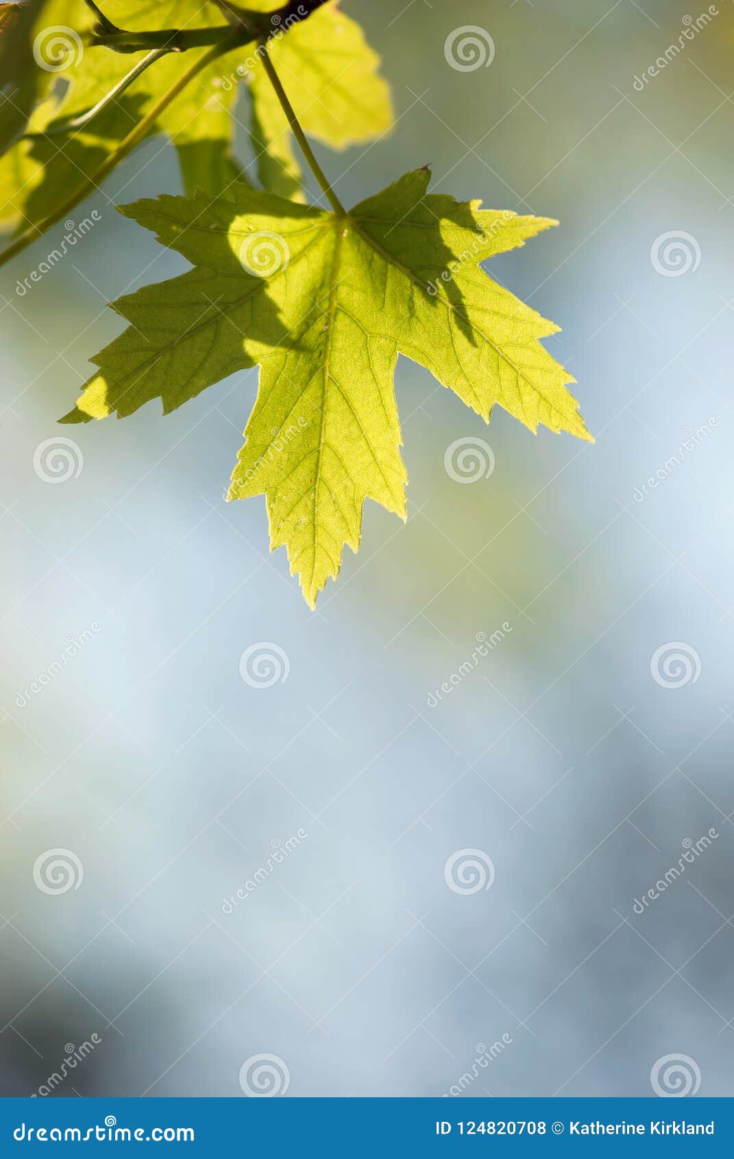 Green Maple Leaf stock photo. Image of blue, garden - 124820708