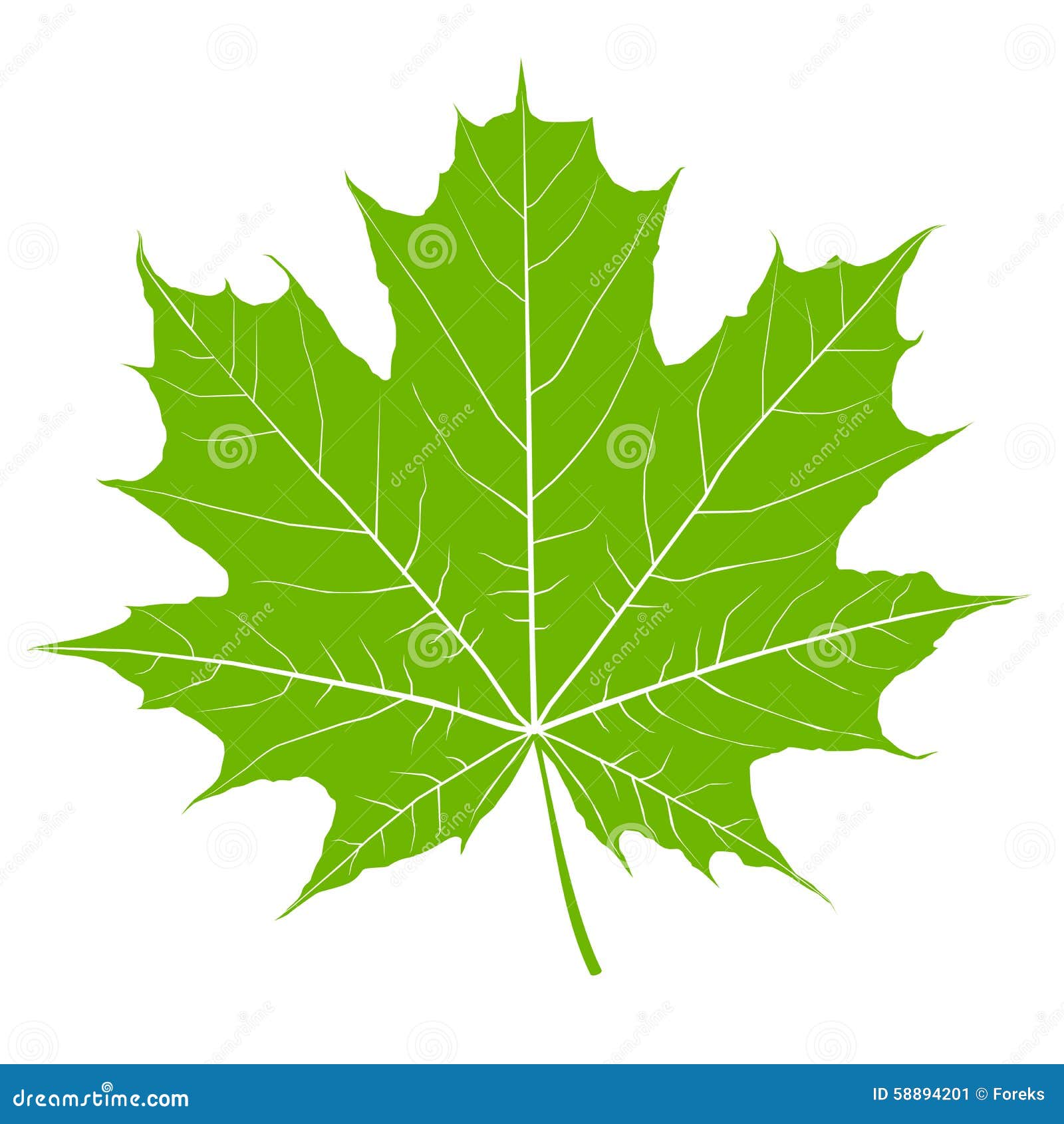 Green Maple Leaf. Isolated Vector Stock Vector - Illustration of plant ...