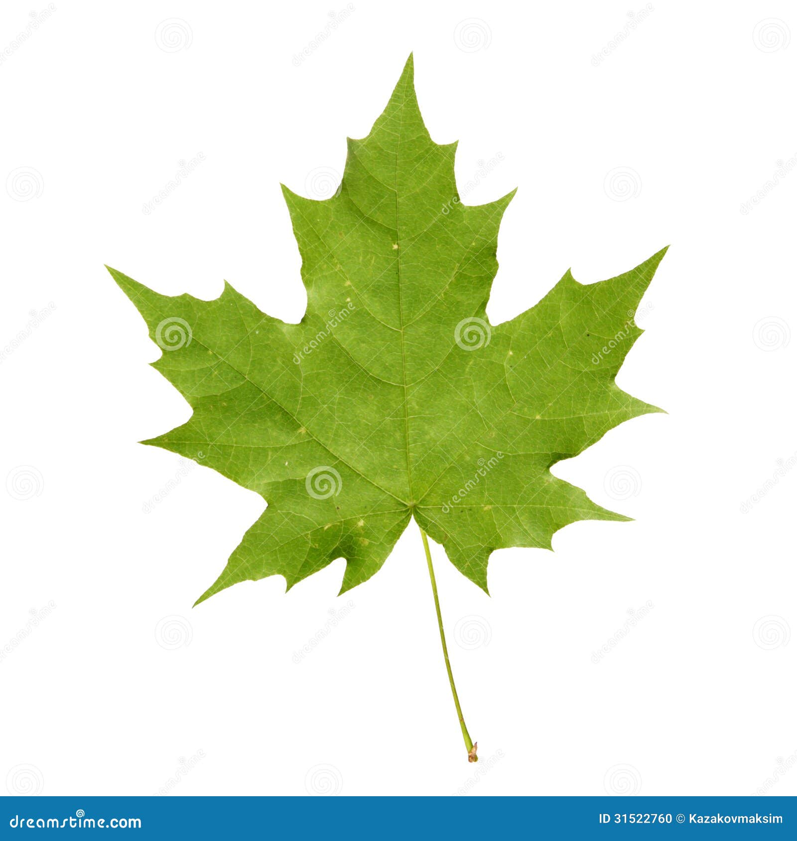 Green maple leaf stock photo. Image of deciduous, norway - 31522760