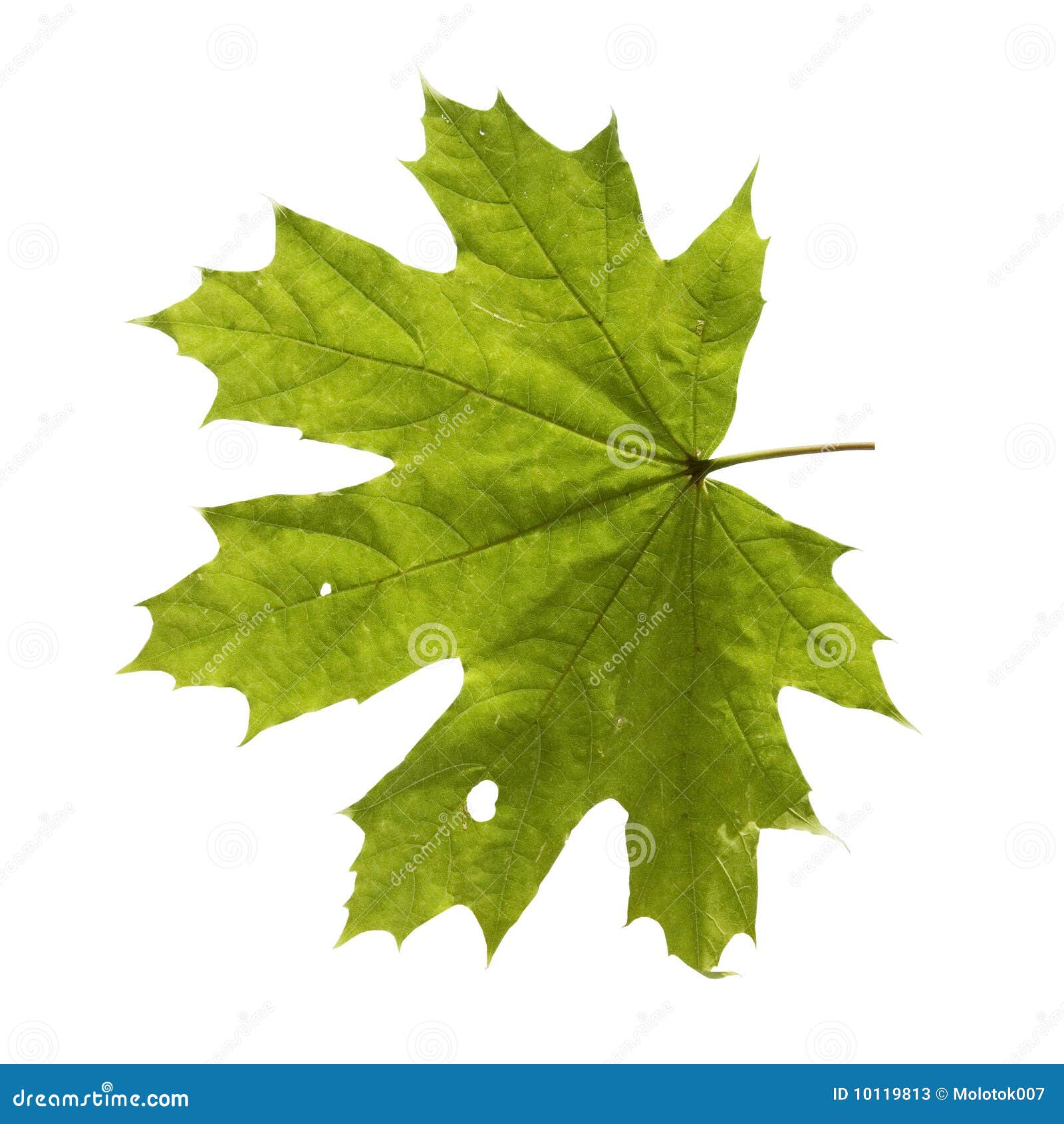 Green Maple Leaf Isolated on a White Background Stock Image - Image of ...