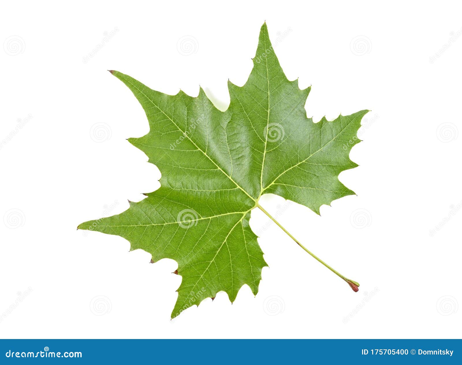 Green Maple Leaf Isolated on White Background Stock Photo - Image of ... Green Maple Leaf Isolated on White Background Stock Photo - Image of ...