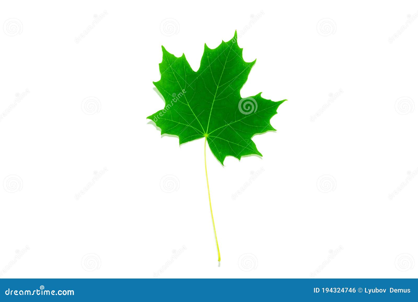 Green Maple Leaf Isolated on White Background Stock Photo - Image of ... Green Maple Leaf Isolated on White Background Stock Photo - Image of ...