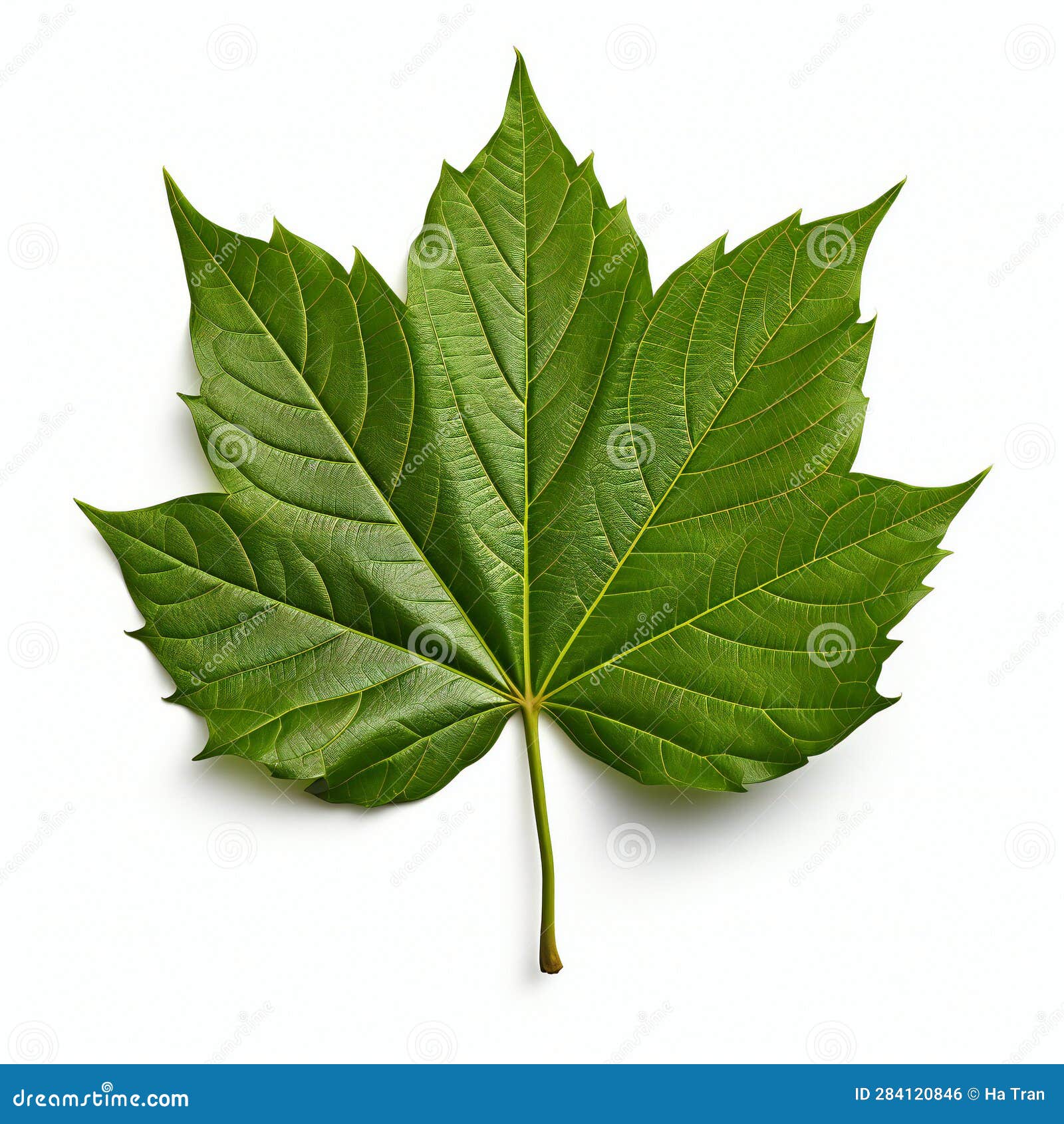 Green Maple Leaf Isolated on White Background Stock Illustration ...