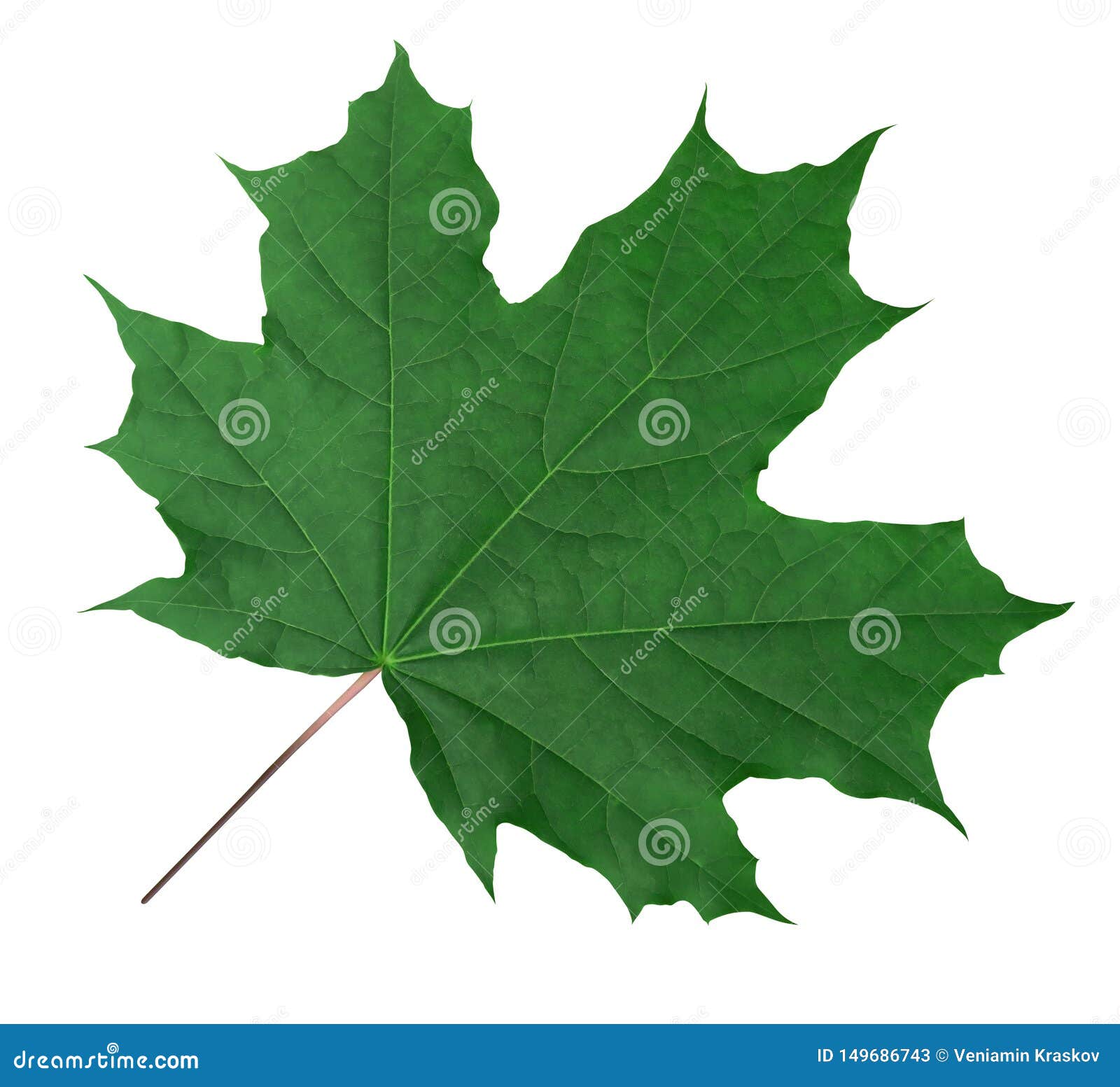 Green Maple Leaf stock image. Image of leaves, canadian - 149686743