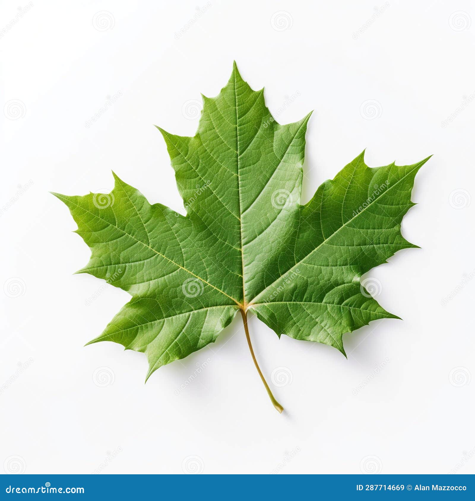 Green Maple Leaf Isolated on a White or Transparent Background, Overlay ...