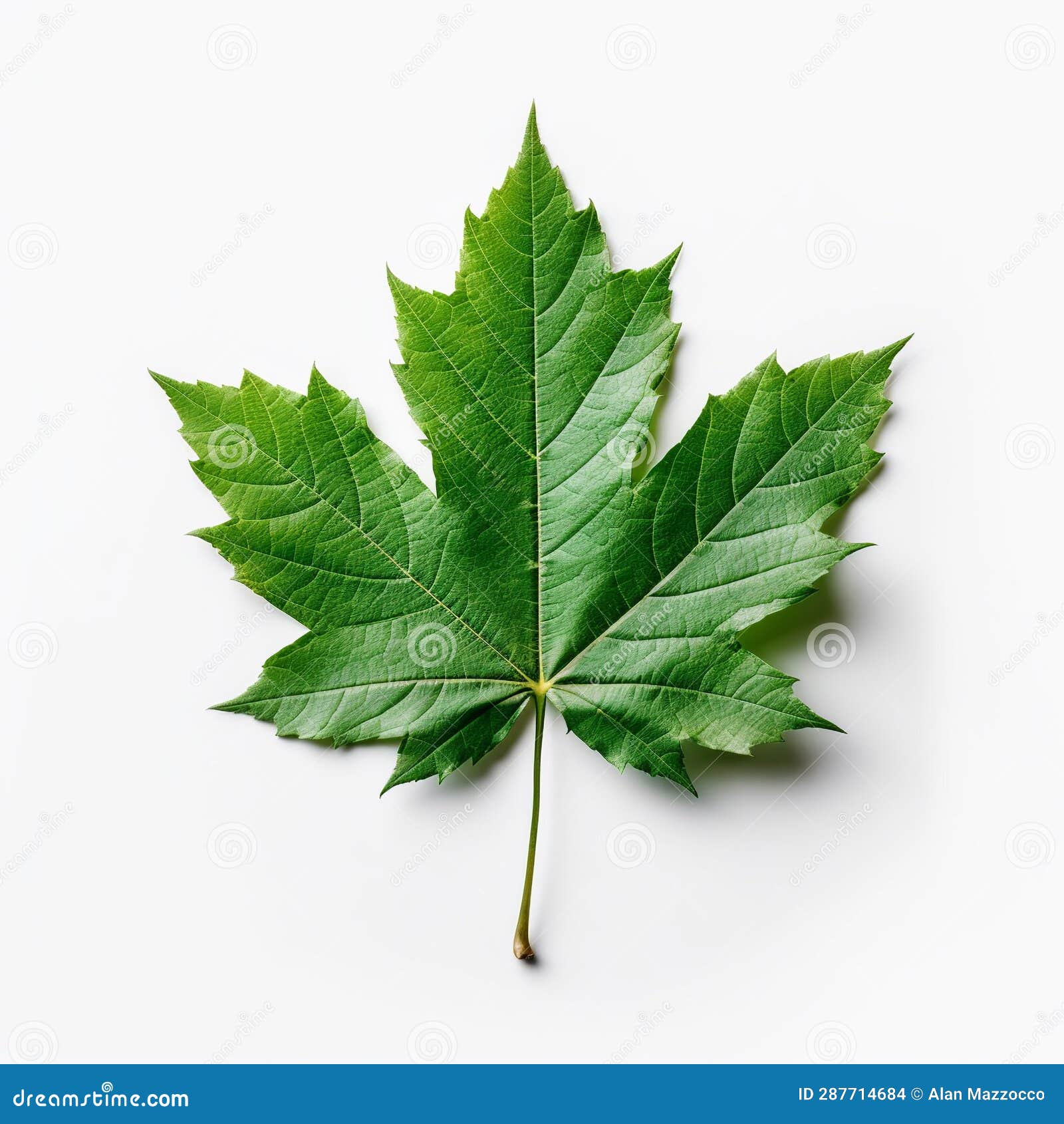 Green Maple Leaf Isolated on a White or Transparent Background, Overlay ...