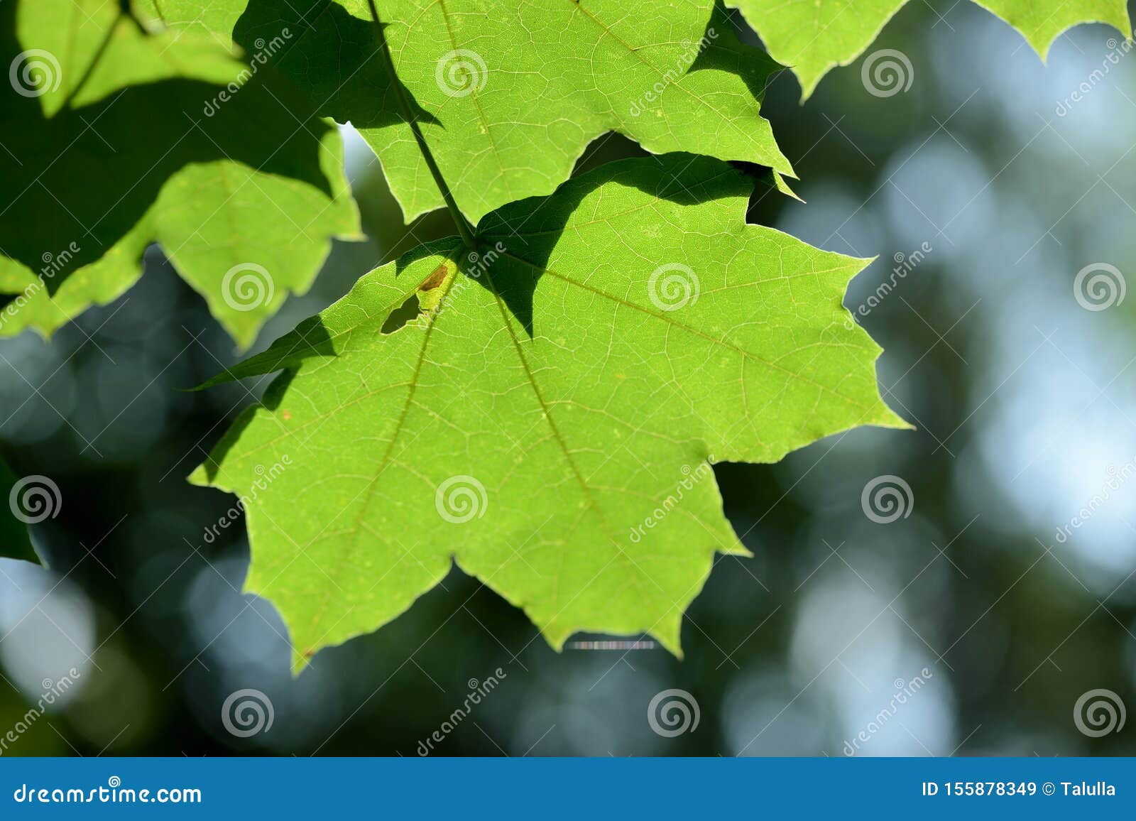 Green Maple Leaf Lit by the Bright Summer Sun Stock Image - Image of ...