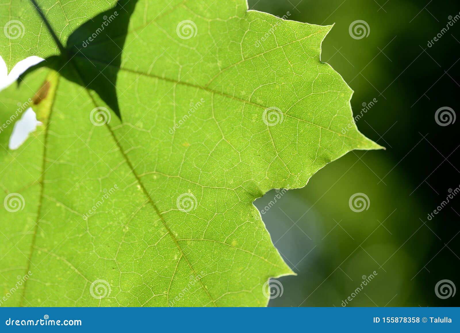 Green Maple Leaf Lit by the Bright Summer Sun Stock Photo - Image of ...