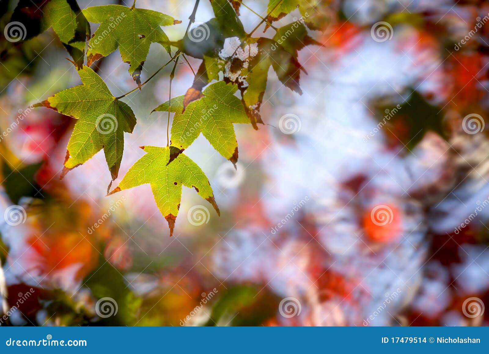 Green Maple Leaf with Nice Color Stock Photo - Image of beautiful ...