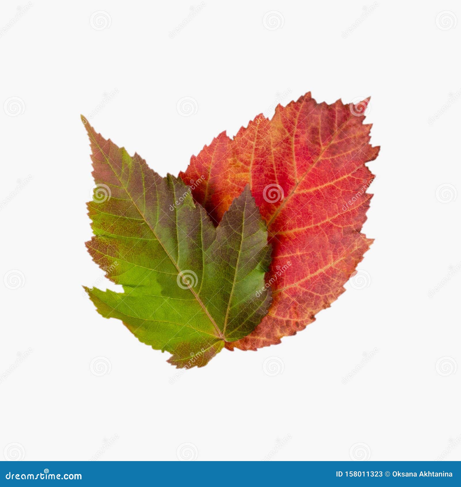 Fall Leaf Isolated on White Background Stock Image - Image of bright ...