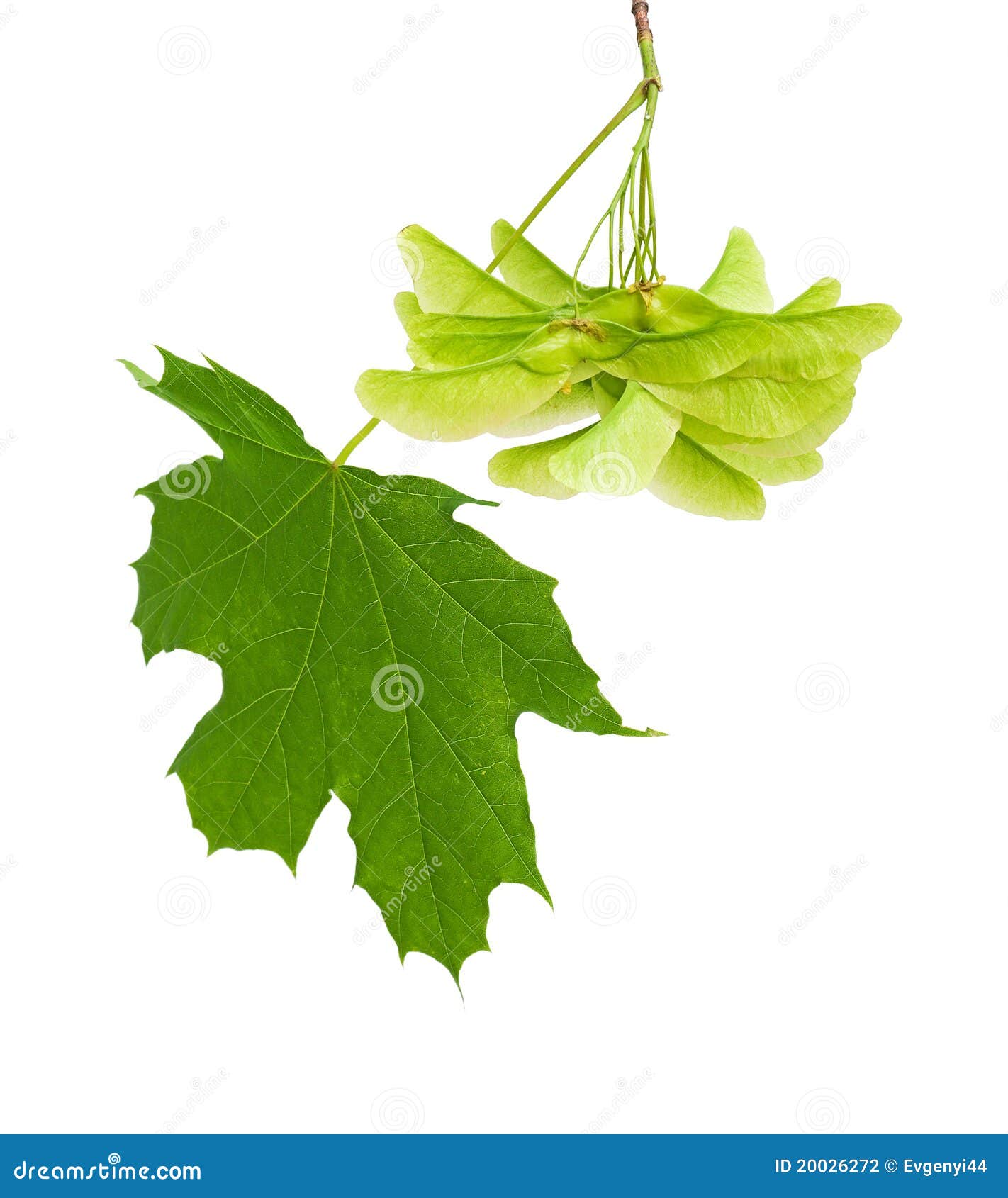 Green Maple Leaf and the Seeds Stock Photo - Image of flora, maple ...
