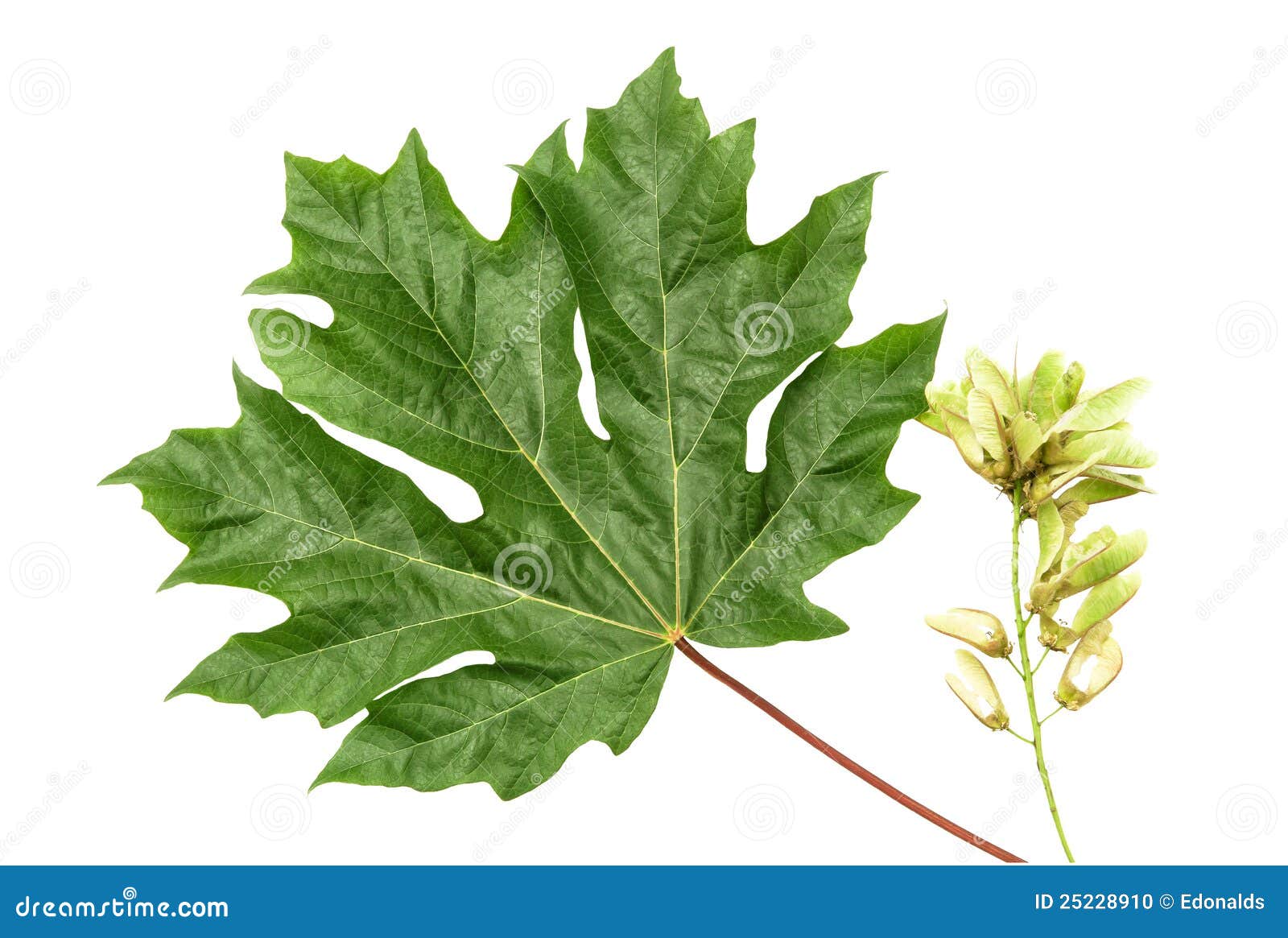 Green Maple Leaf and Seeds stock photo. Image of isolated - 25228910
