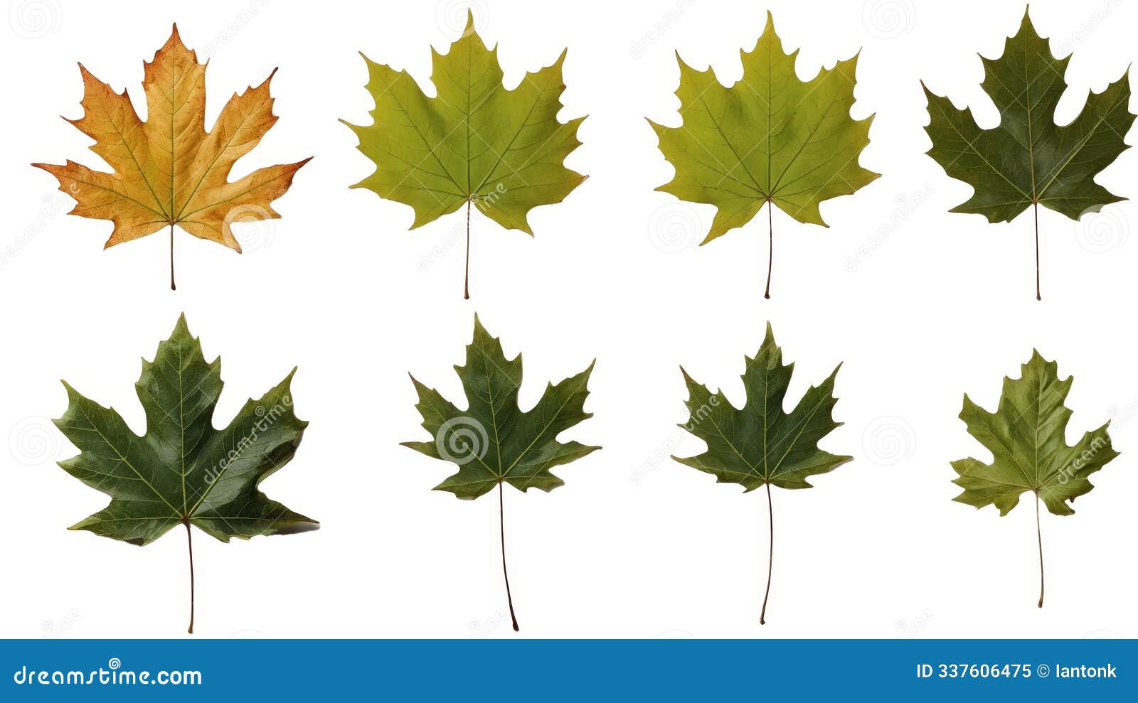 Green Maple Leaf Shown from Multiple Angles on a White Background Stock ...
