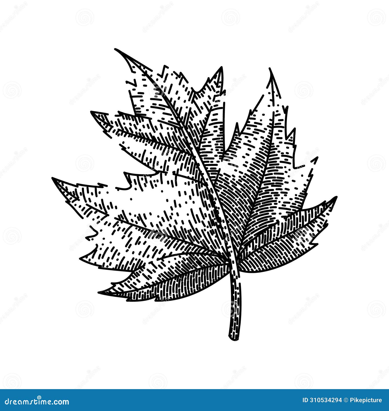 Green Maple Leaf Sketch Hand Drawn Vector Stock Vector - Illustration ...