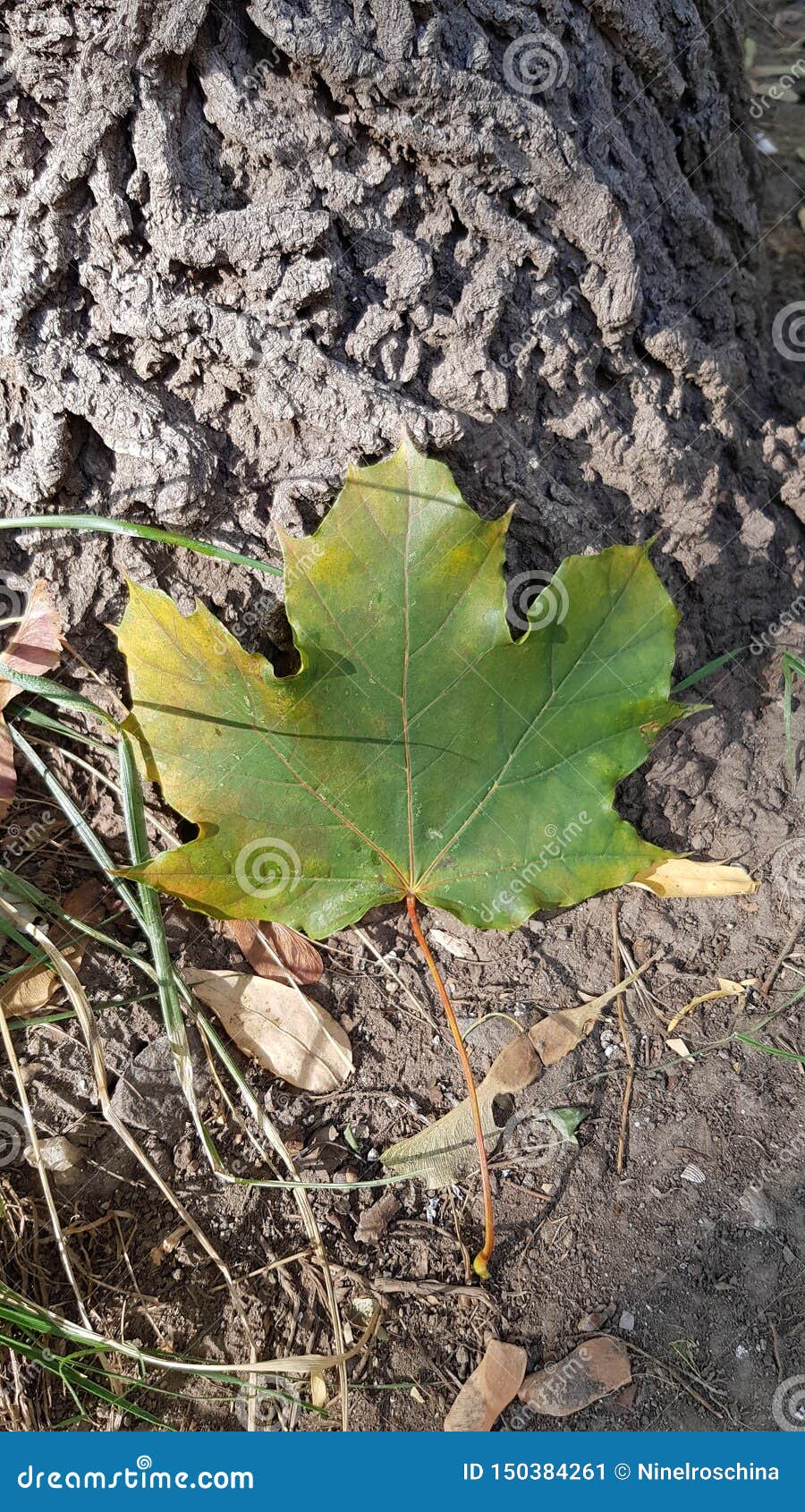 Green Maple Leaf with Touch of Yellow on Edges of Leaf Stock Image ...