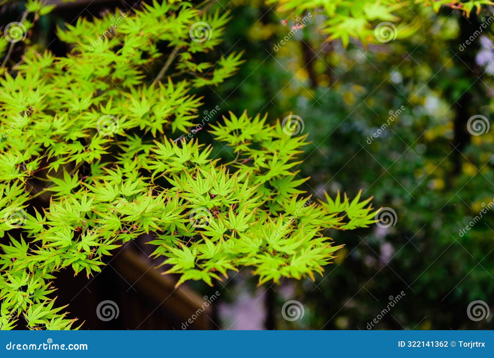 Green Maple Leaf at Maple Tree in Japan Nature Park Stock Photo - Image ...