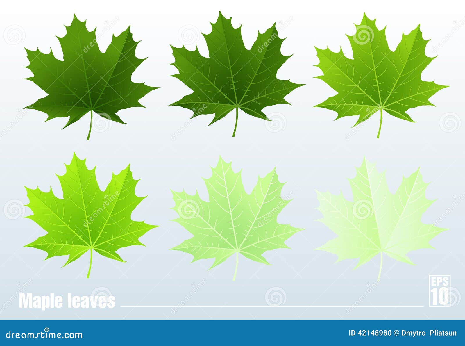 Green Maple Leaf. Vector. Set. Stock Vector - Illustration of summer ...