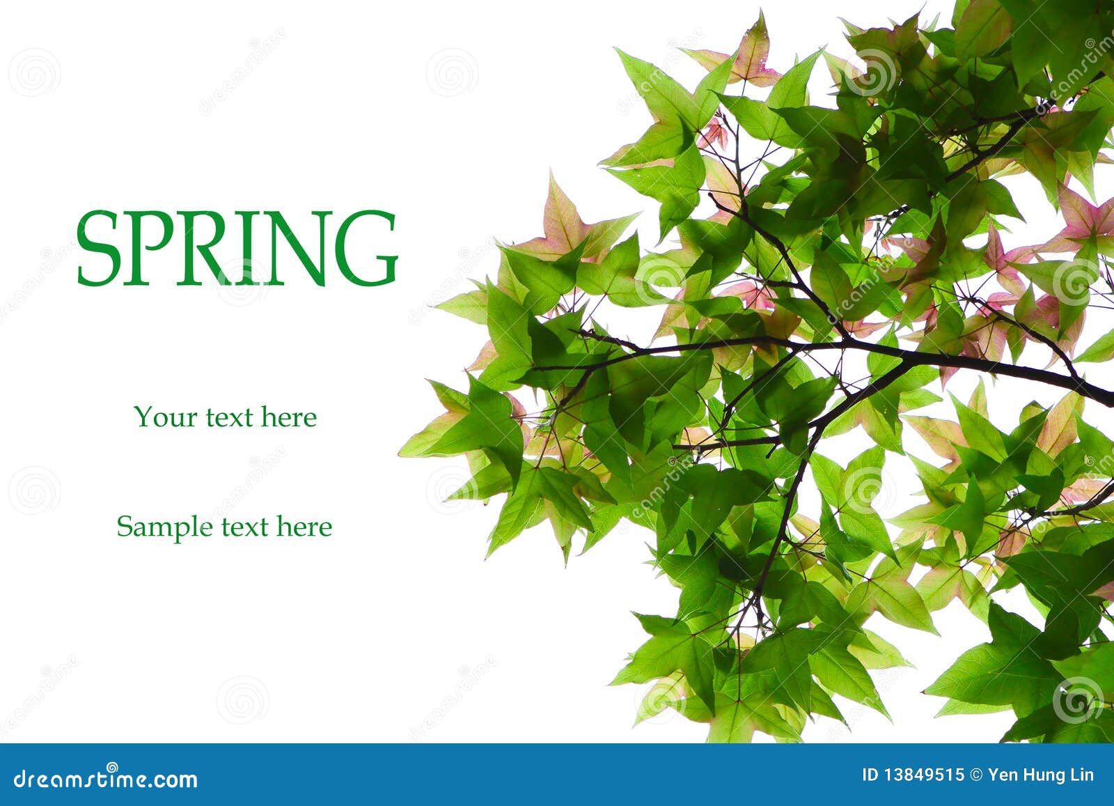 Green Maple Tree Leaves On White Background Isolated Closeup, Maple ...