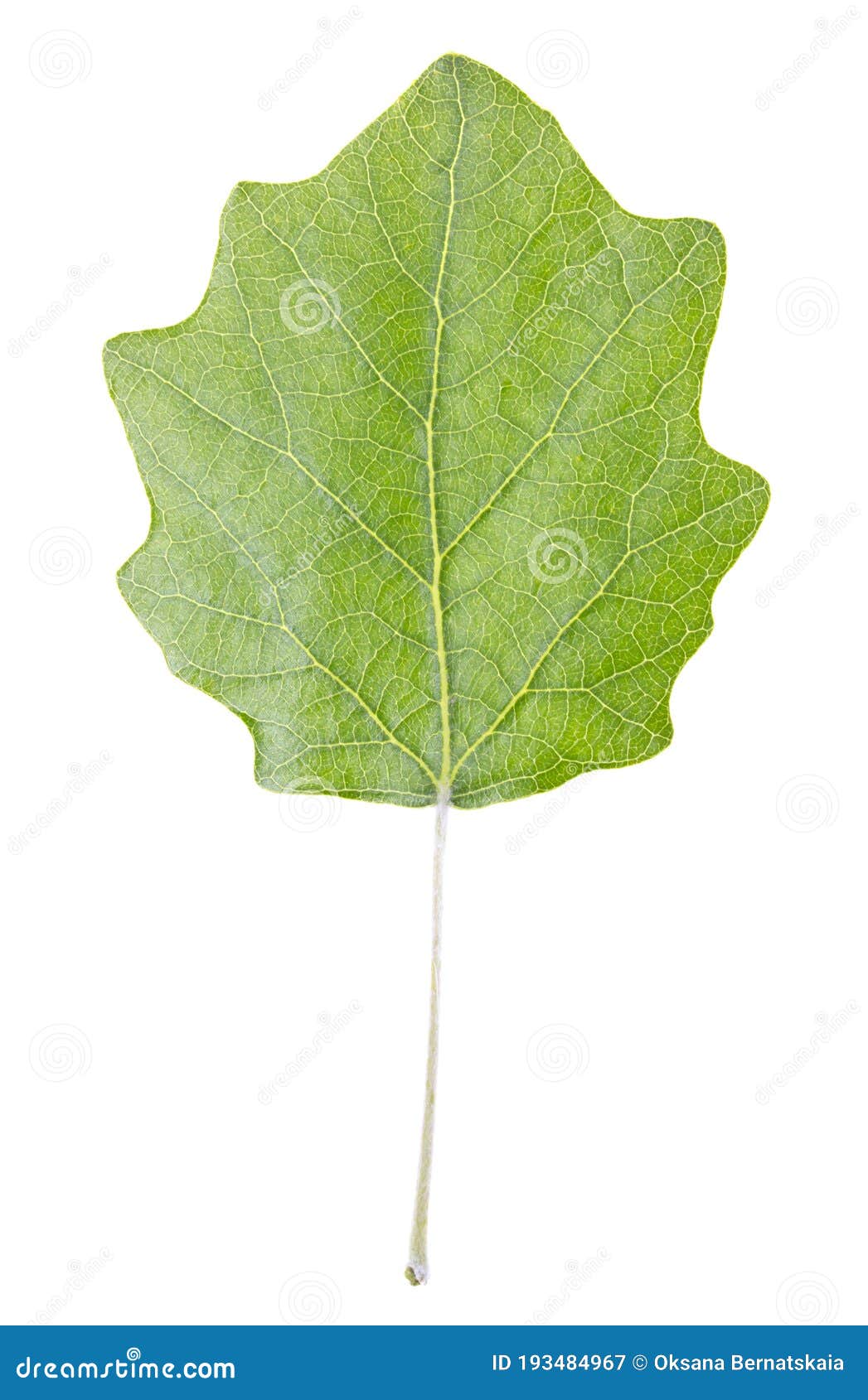 Green Maple Leaf on White Background Stock Image - Image of veins ...