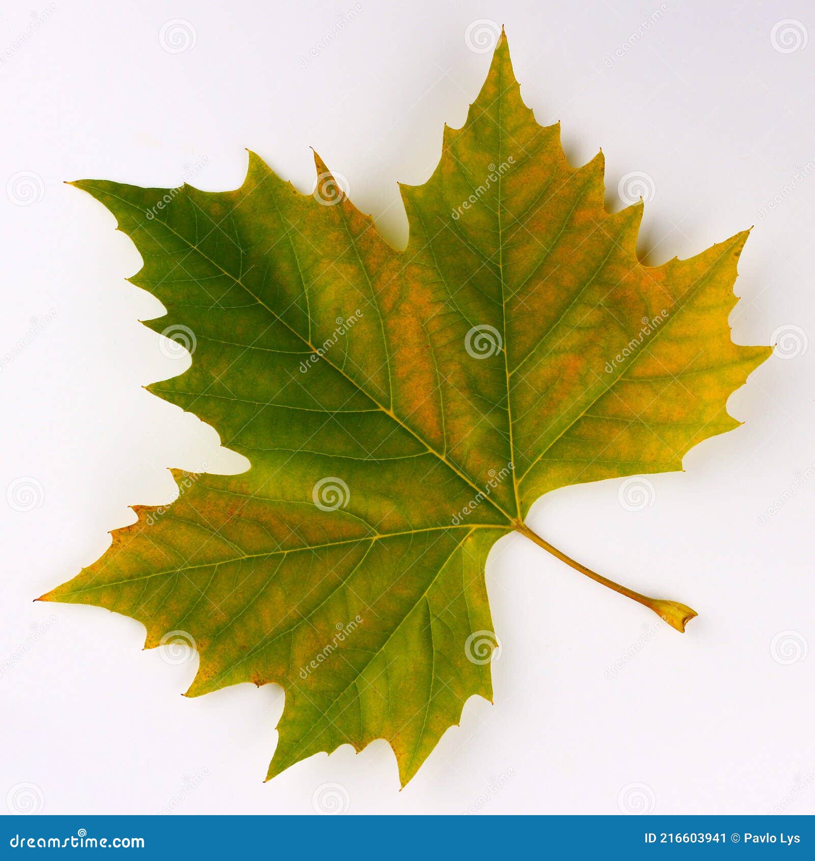 Green Maple Leaf on a White Background Stock Image - Image of closeup ...