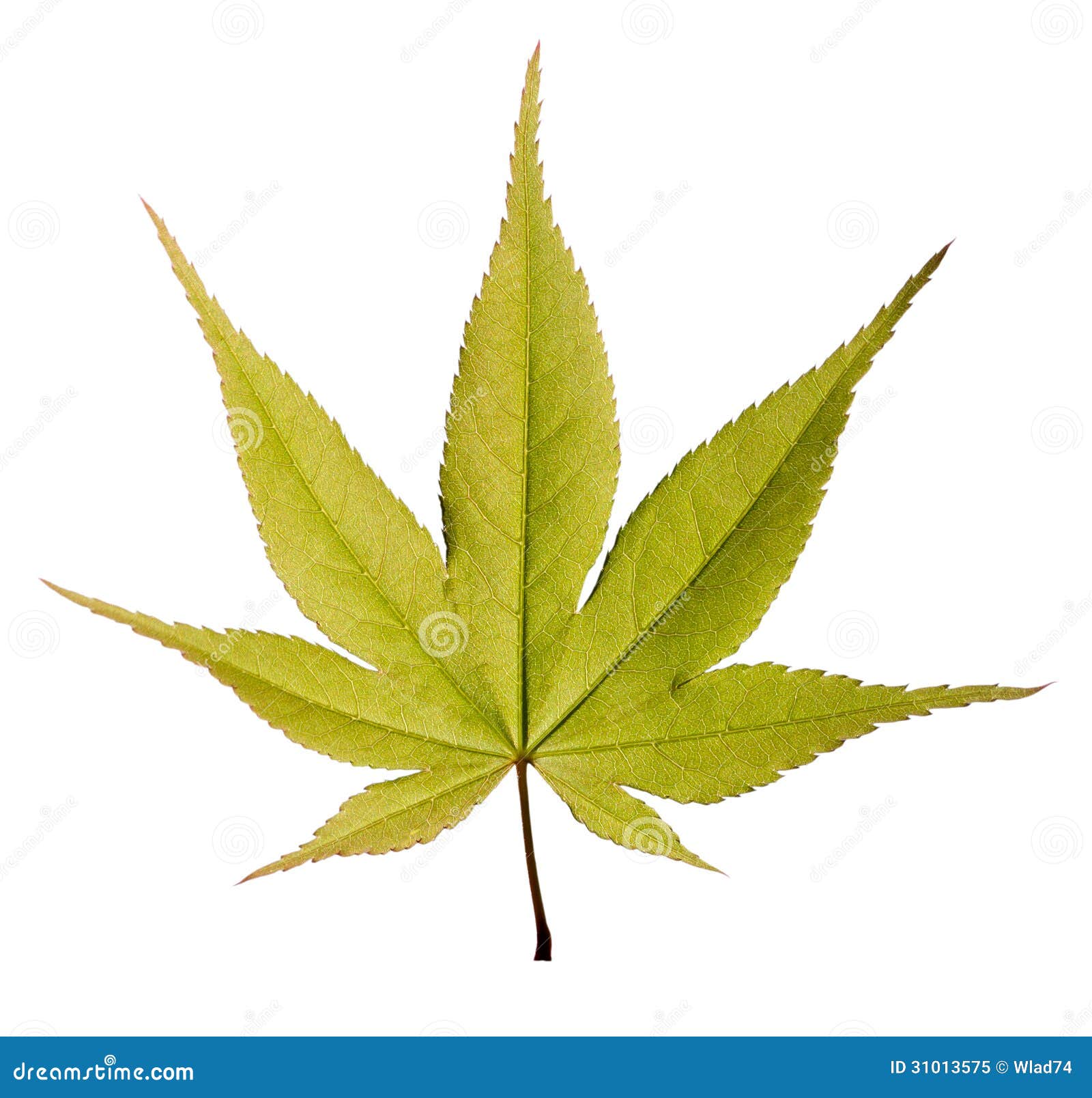Green Maple Leaf on White Background Stock Image - Image of focus, vein ...