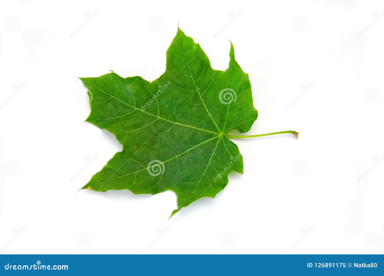 Green Maple Leaf on White Background Stock Image - Image of color ...