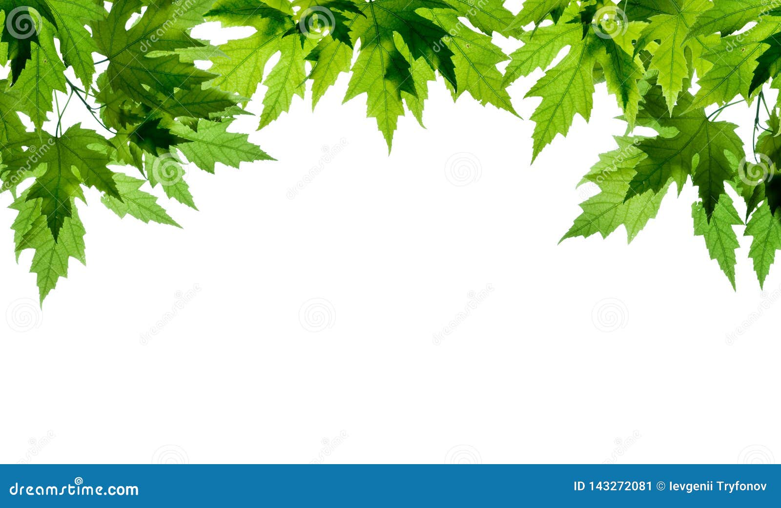 Green Maple Leafs Isolated on White Background. Spring and Summer ...