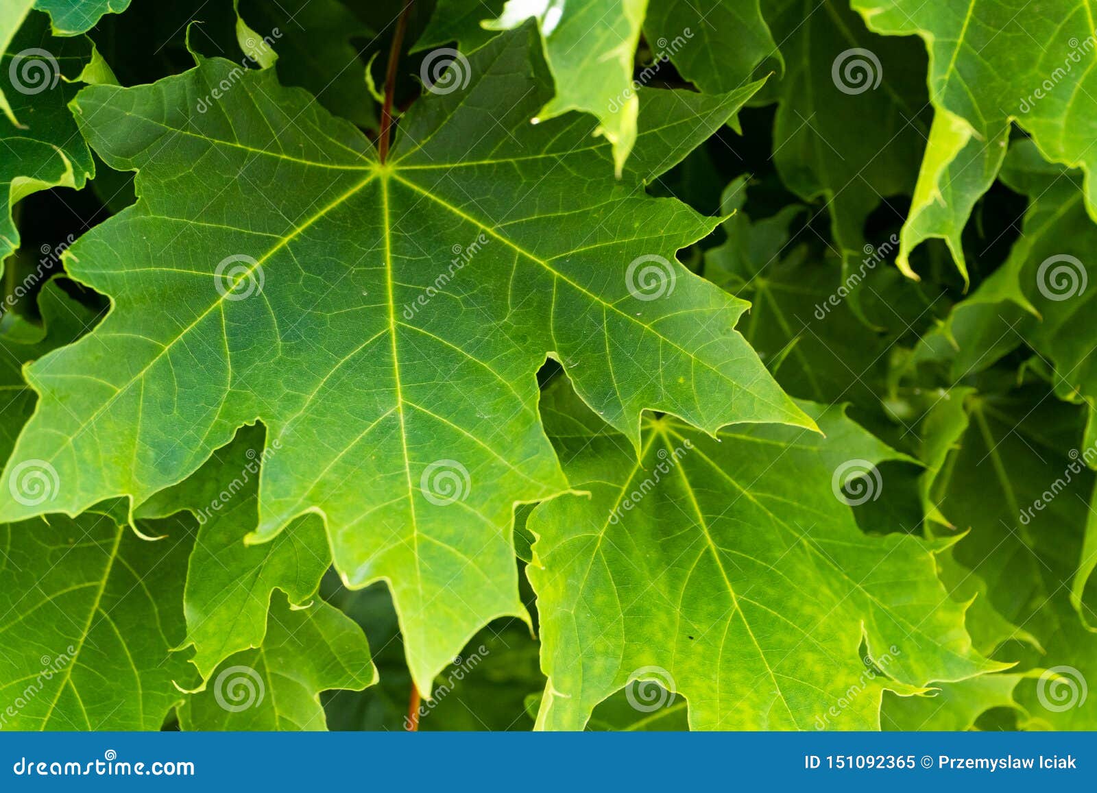 Green Maple Leafs Nature Background Stock Image - Image of color, leaf ...