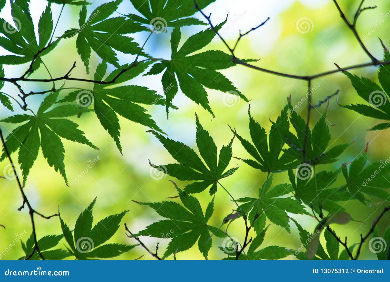 Green maple leaves stock photo. Image of ecology, green - 13075312