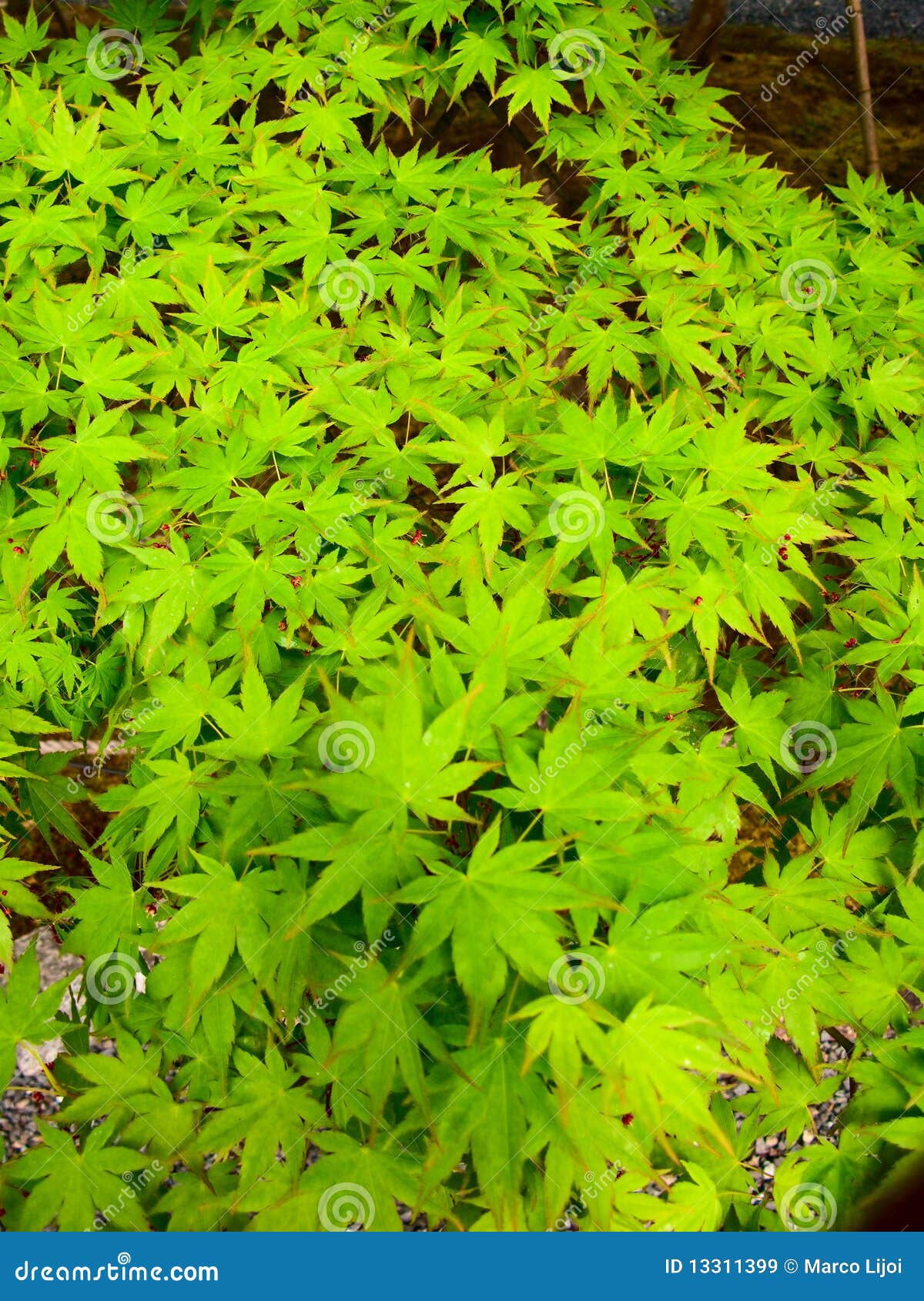 Green maple leaves stock image. Image of october, forest - 13311399