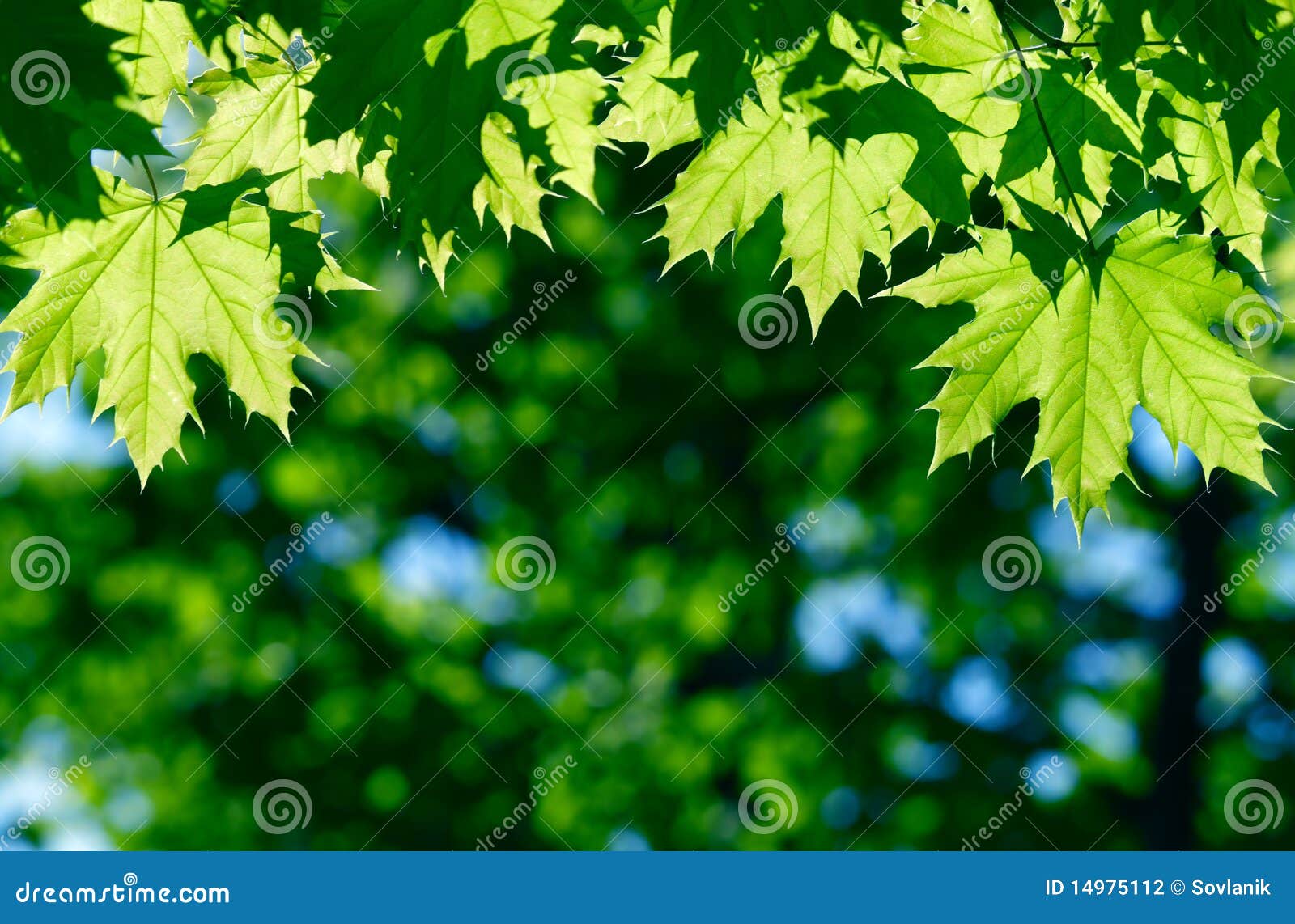 Green maple leaves stock photo. Image of branch, deciduous - 14975112