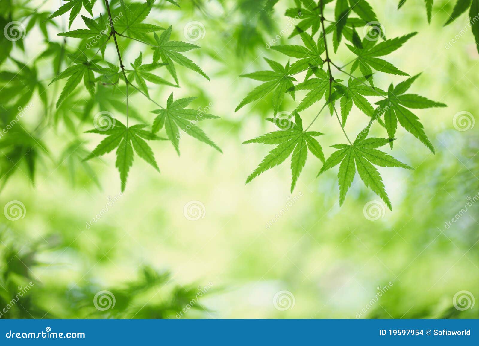 Green maple leaves stock photo. Image of woods, growth - 19597954