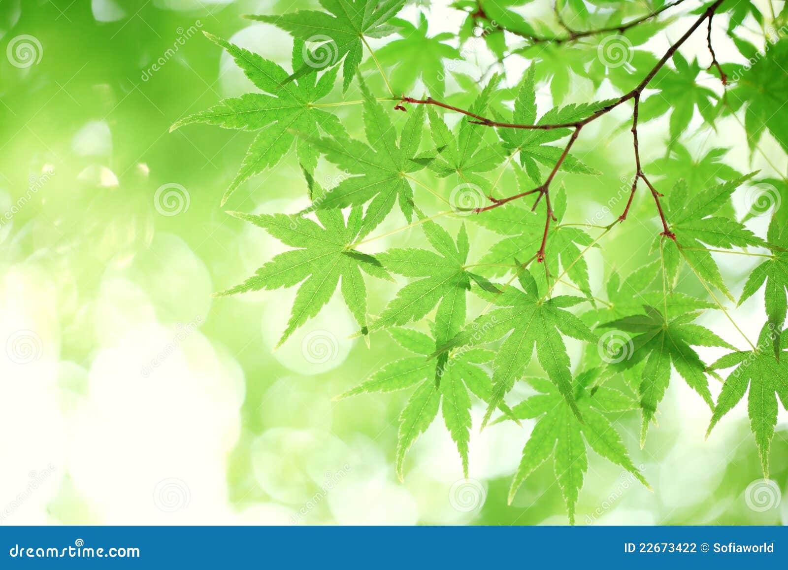 Green maple leaves stock photo. Image of woods, branches - 22673422