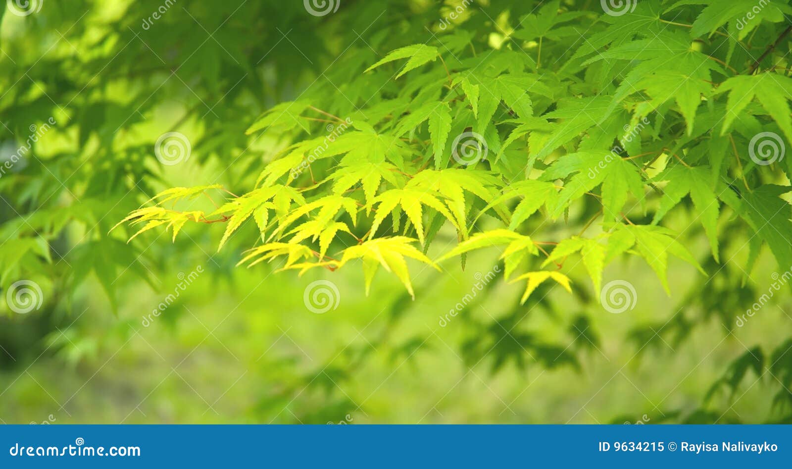 Green maple leaves stock image. Image of clean, beauty - 9634215