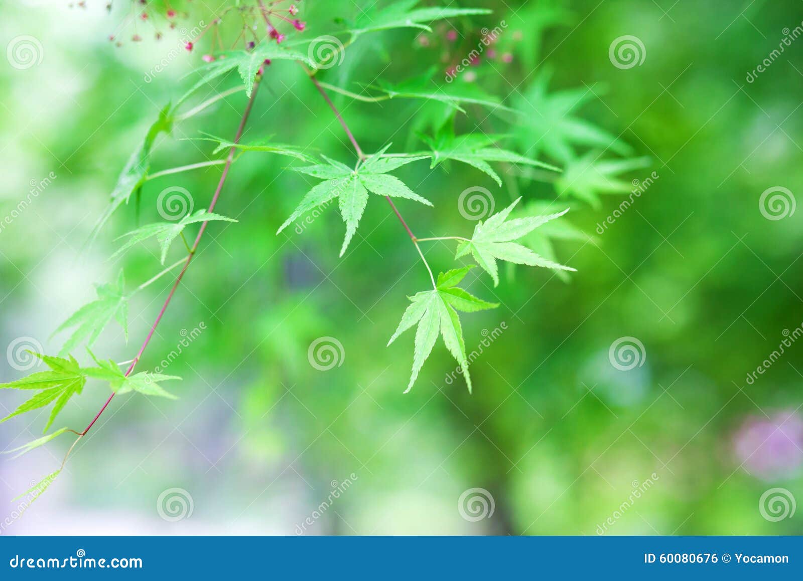 Green Maple Leaves Background Stock Photo - Image of foliage, leaf ...