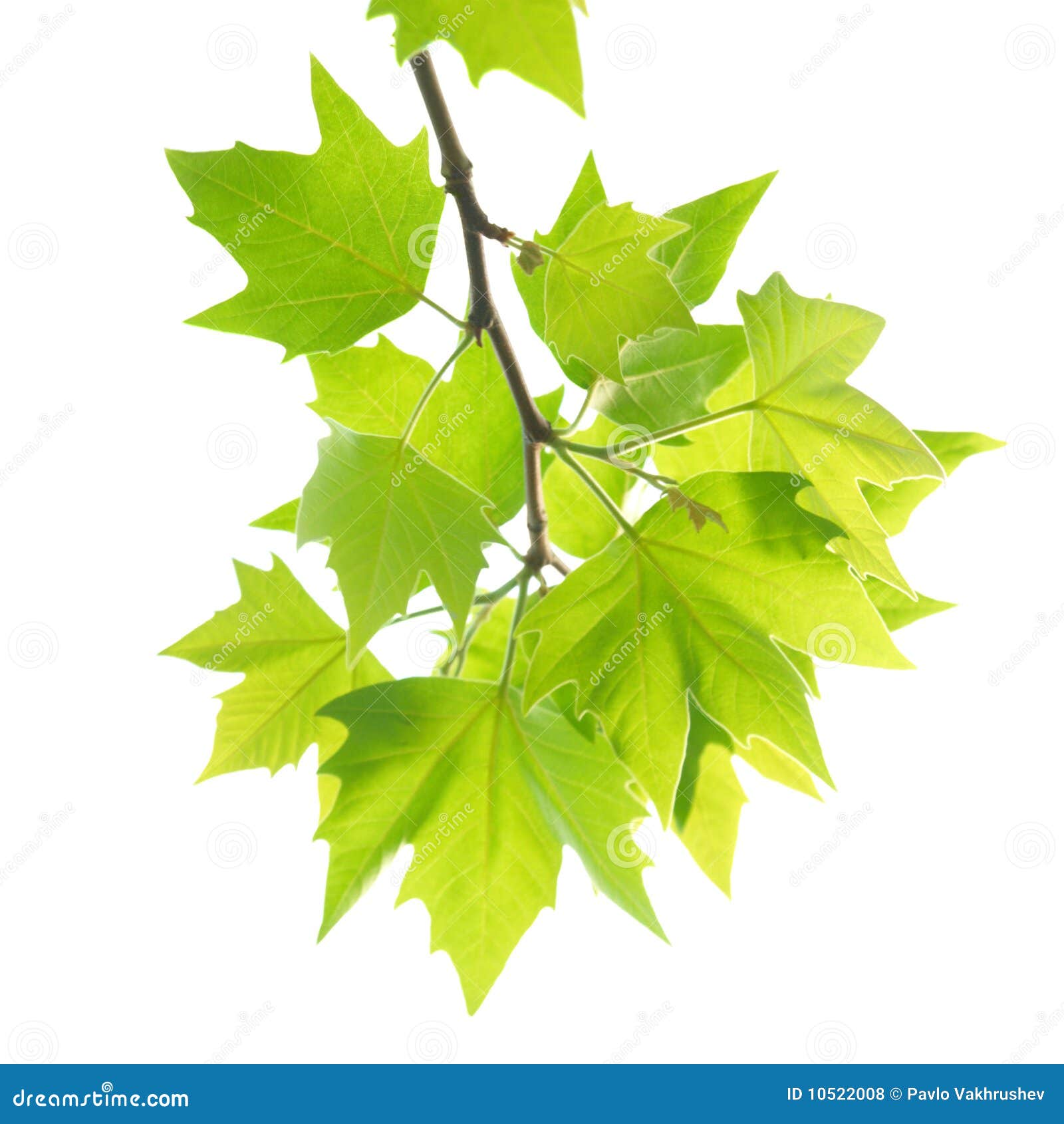 Green Maple Leaves with Branch Stock Photo - Image of climate, closeup ...