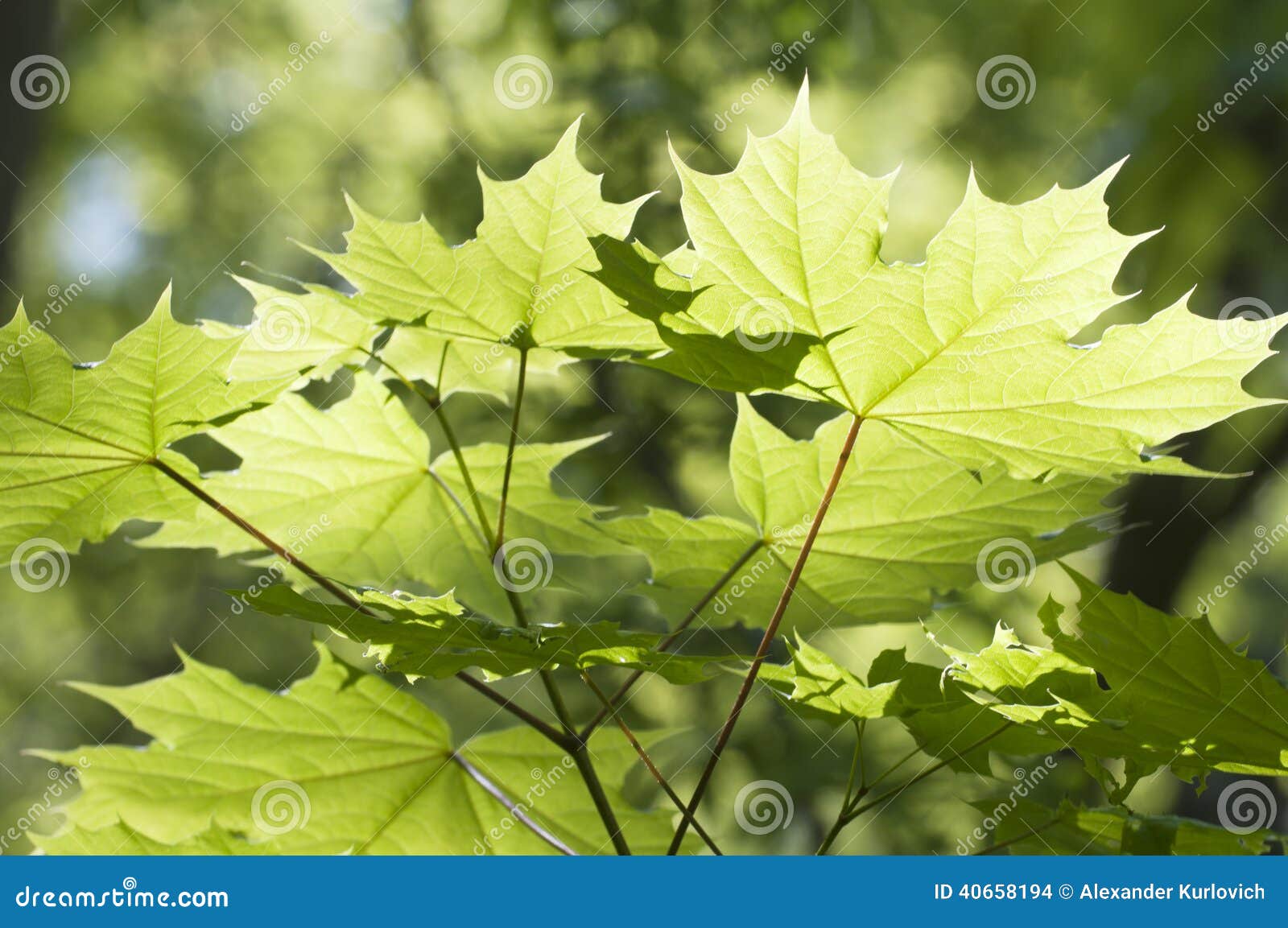 Green maple leaves stock photo. Image of summer, nature - 40658194