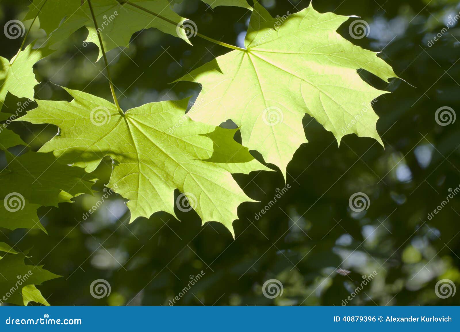Green maple leaves stock photo. Image of leaf, beauty - 40879396