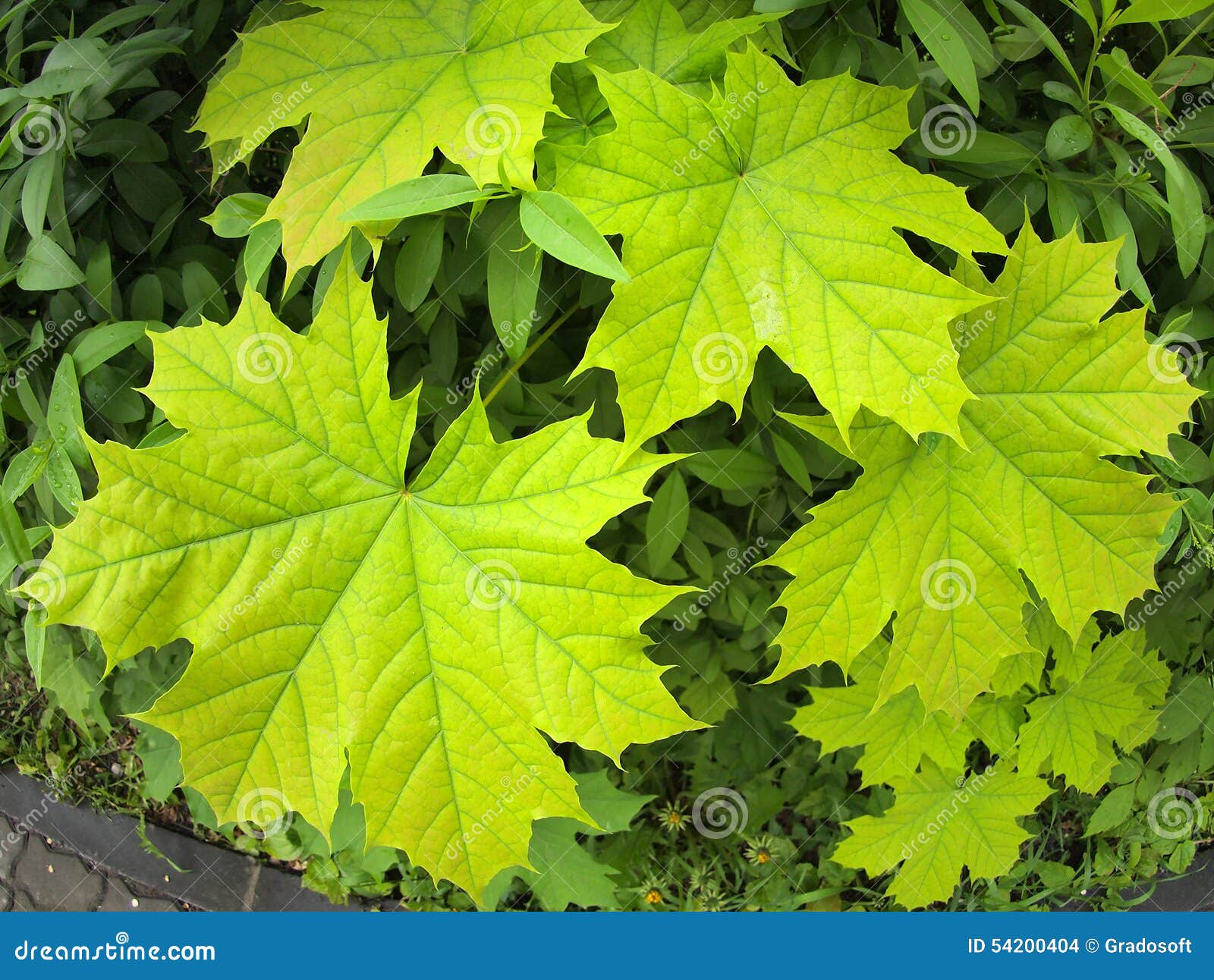 Green maple leaves closeup stock photo. Image of foliage - 54200404