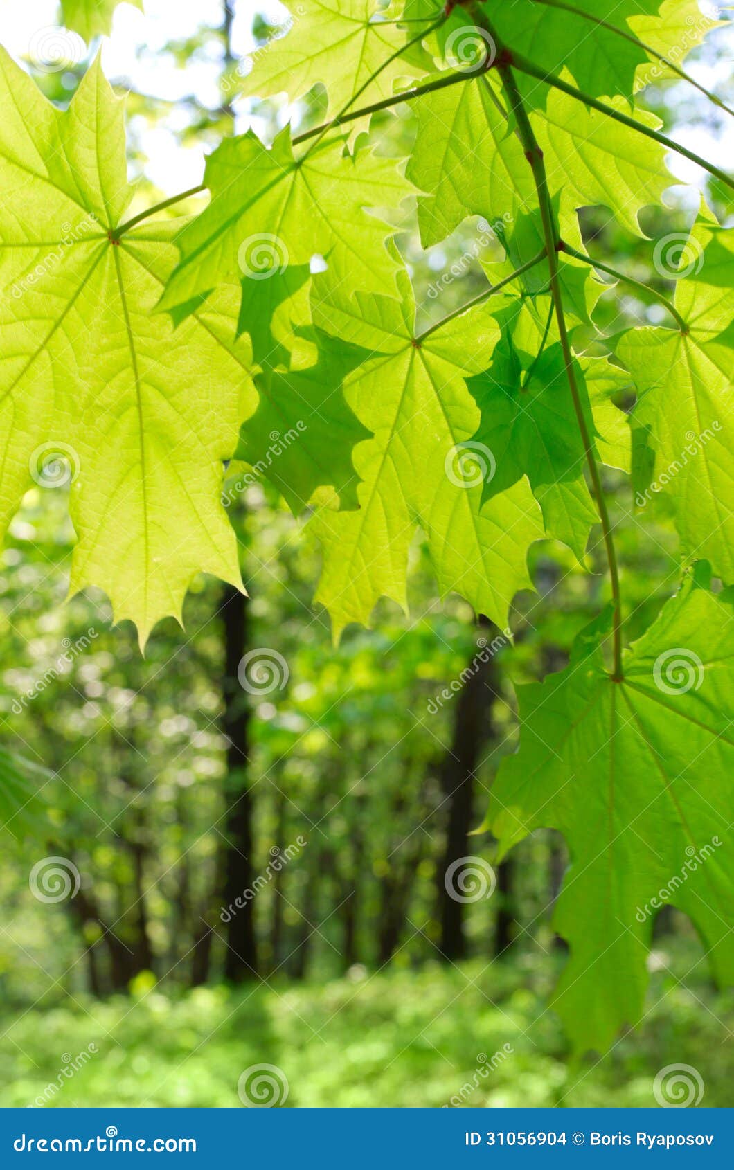 Green Maple Leaves on Defocused Background Stock Photo - Image of focus ...