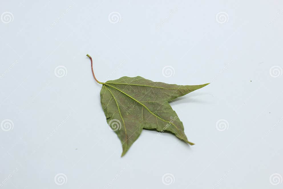 Green Three-pointed Maple Leaf on White Background Stock Image - Image ...