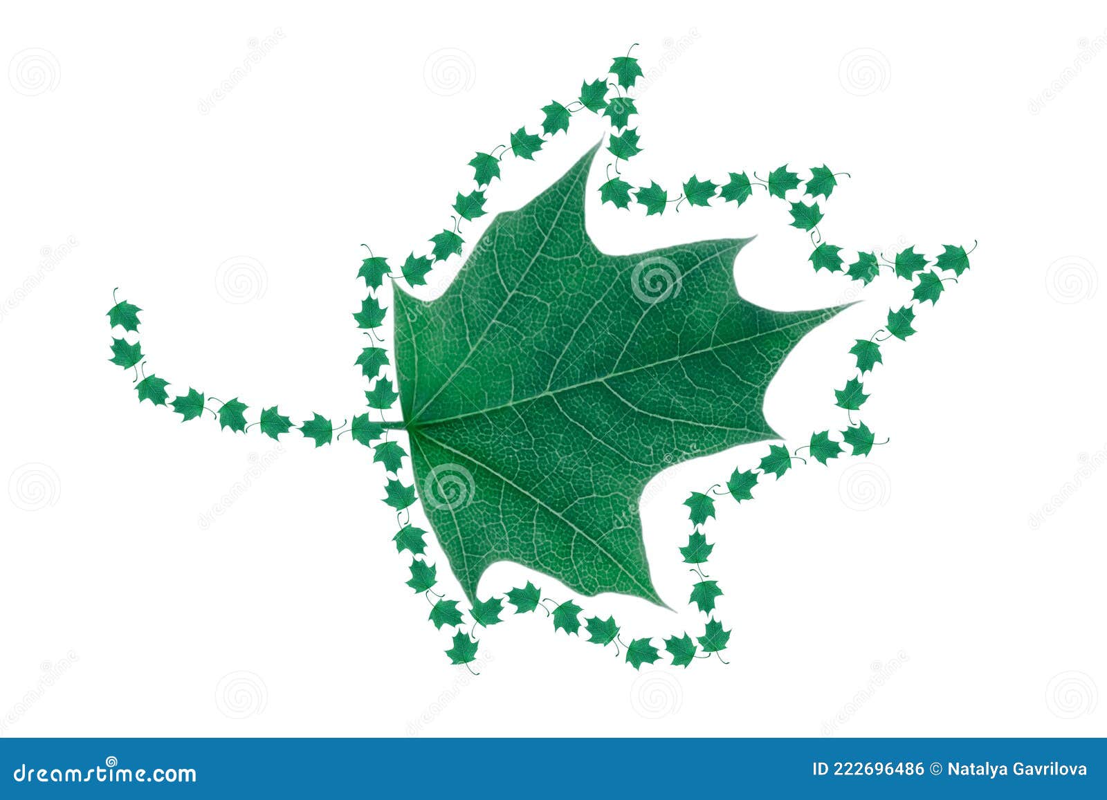 Green Maple Leaves Falling and Spinning Isolated on White Stock Photo ...