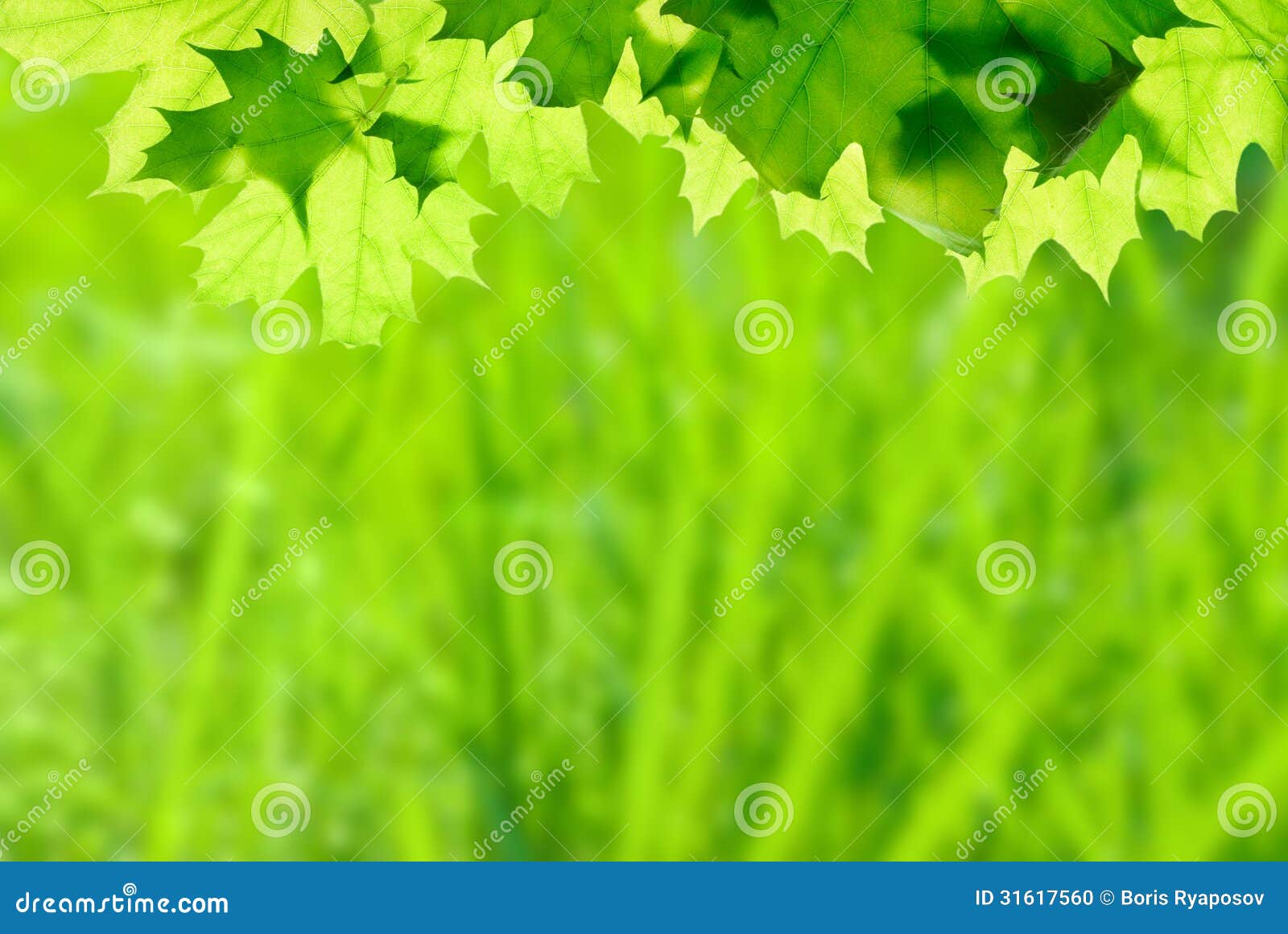 Green Maple Leaves on Floral Background Stock Photo - Image of color ...