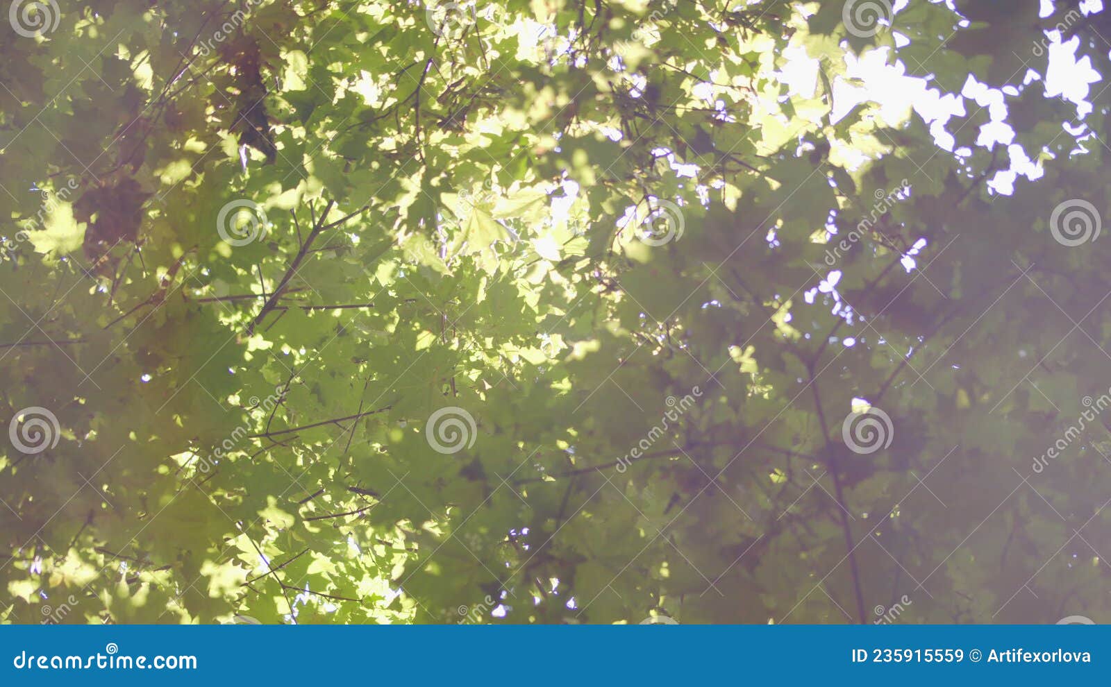 Green Maple Leaves Flutter in the Wind. Green Leaves on Tree Branch ...