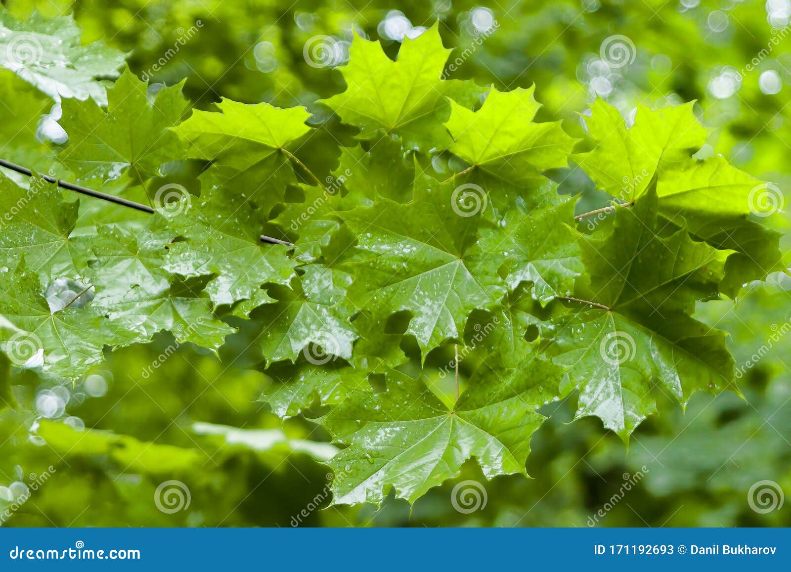 Green maple leaves stock image. Image of natural, environment - 171192693