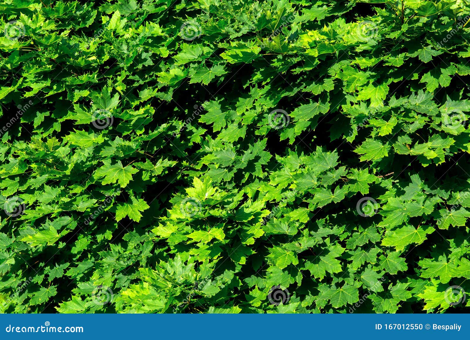 Green Maple Leaves Growing on a Tree. Stock Photo - Image of lush ...