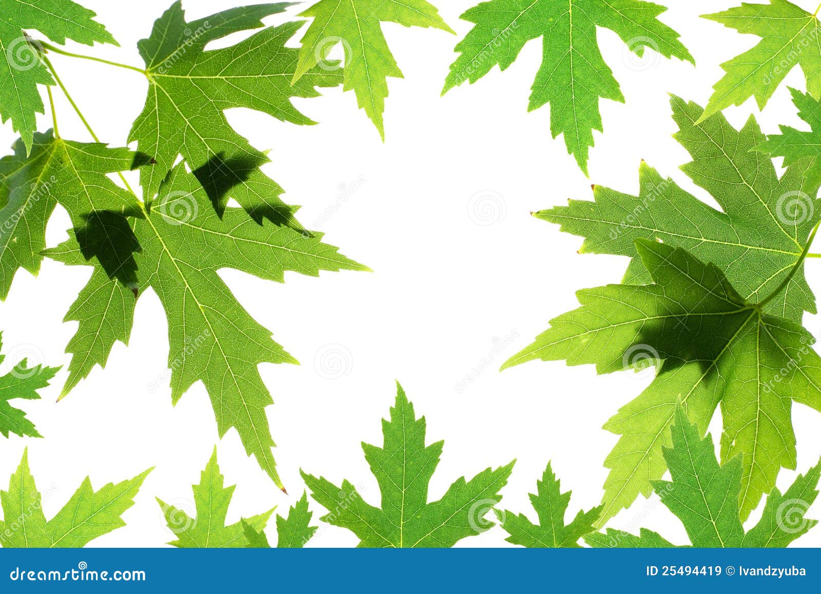 Green Maple Leaves Isolated on White Stock Image - Image of garden ...